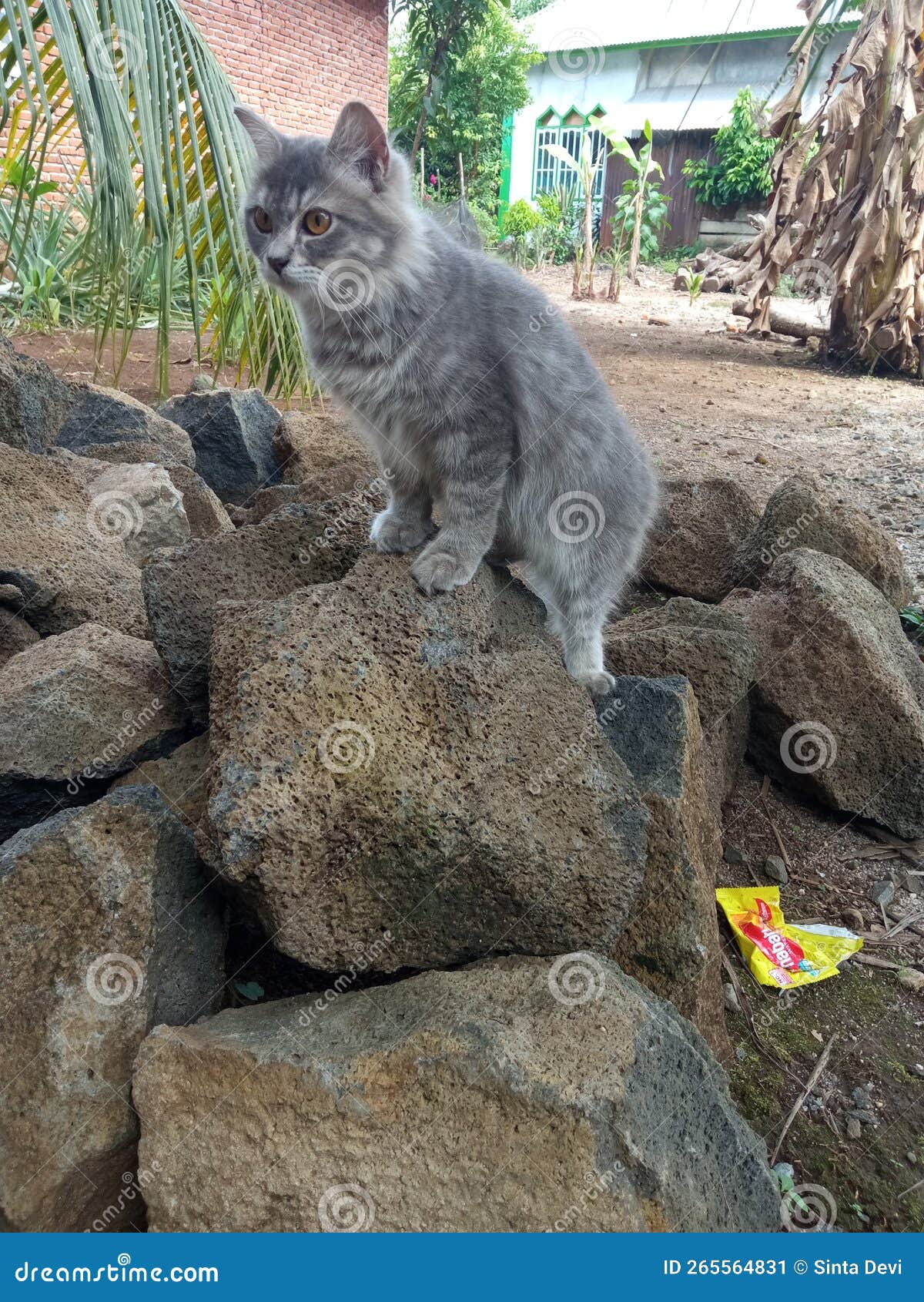 Bubu is My Little Cat and she Like Play on the Stone Stock Image ...