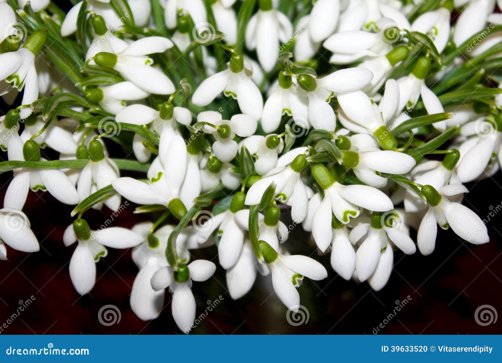 Bucaneve fotografia stock. Immagine di ecologico, molla - 39633520