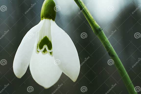 Bucaneve immagine stock. Immagine di botanico, macro - 54188061