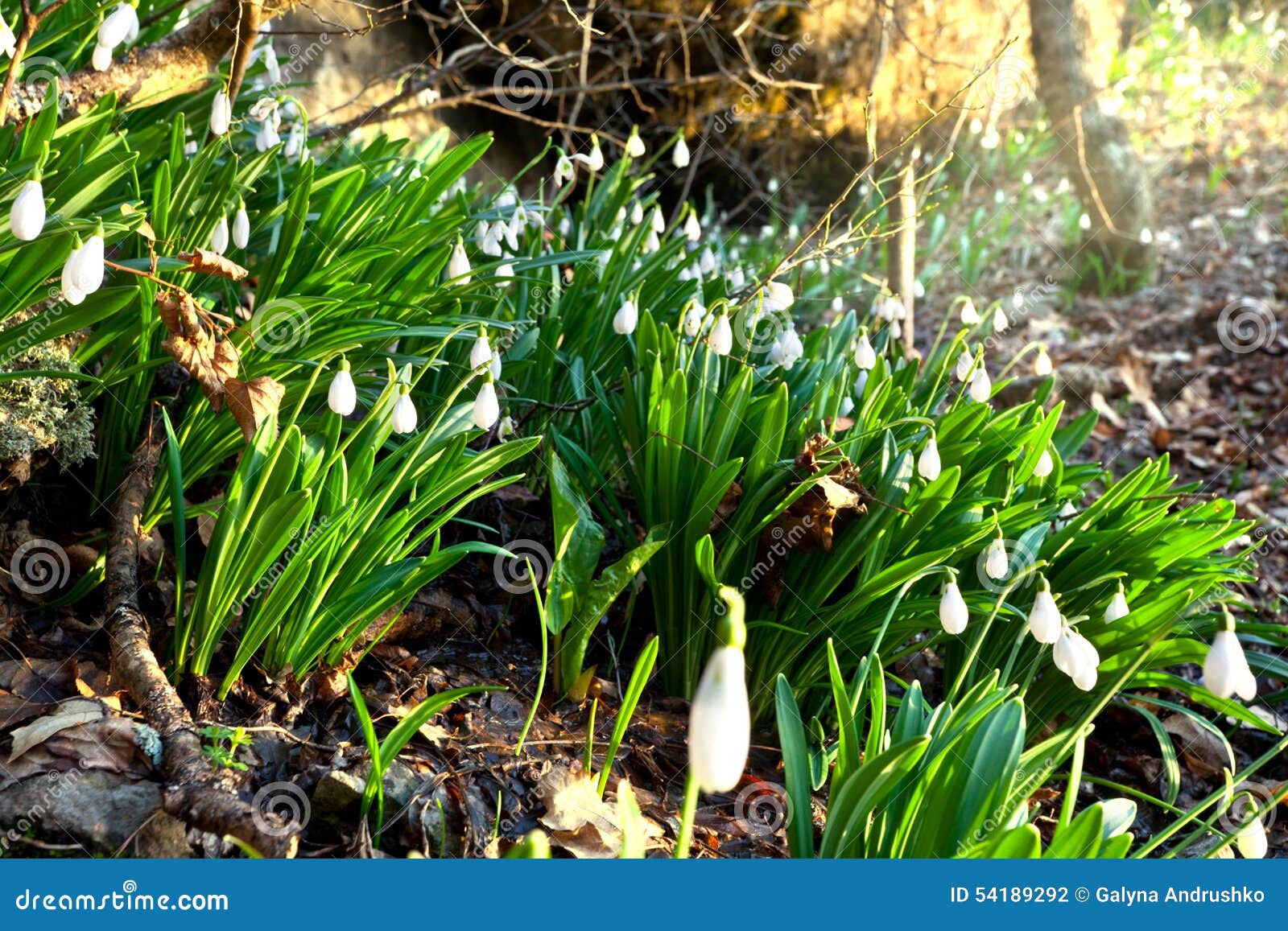 Bucaneve fotografia stock. Immagine di fiore, particolare - 54189292