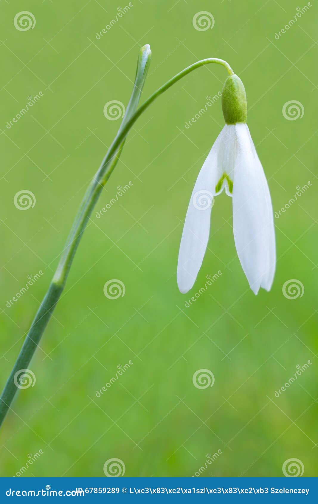 Bucaneve immagine stock. Immagine di bianco, singolo - 67859289