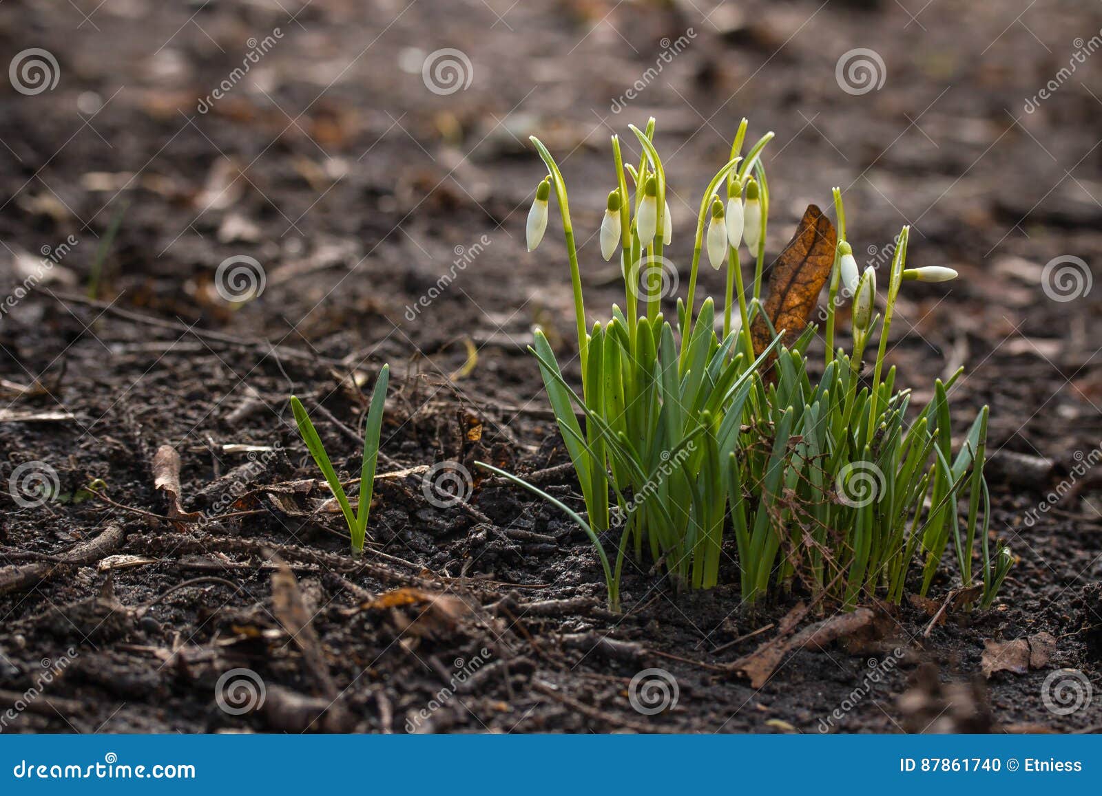 Bucaneve fotografia stock. Immagine di macro, fioritura - 87861740