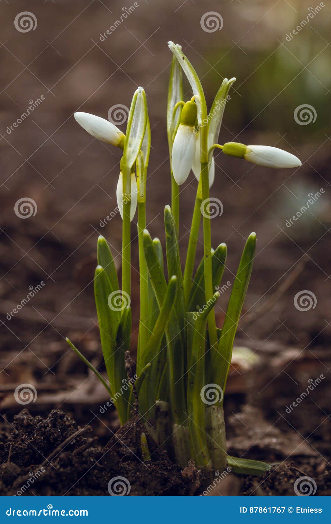 Bucaneve immagine stock. Immagine di fiore, terreno, nave - 87861767