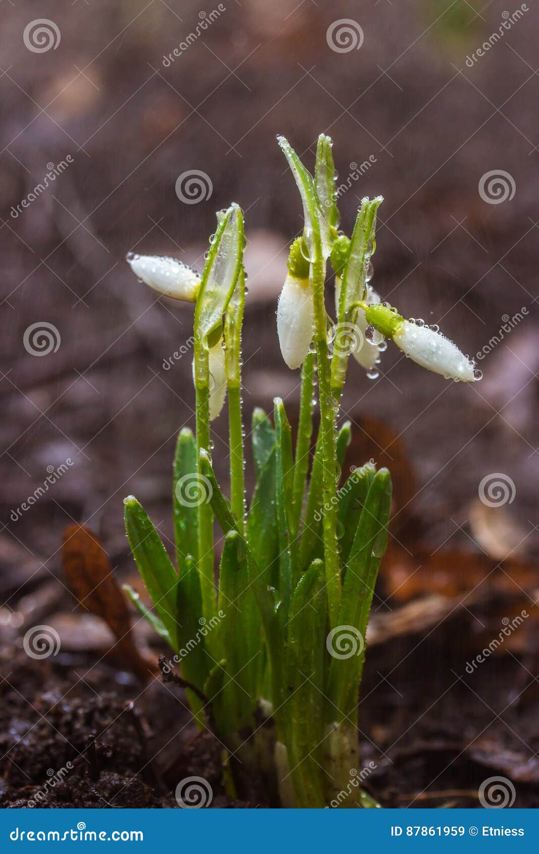 Bucaneve immagine stock. Immagine di fiori, sviluppo - 87861959