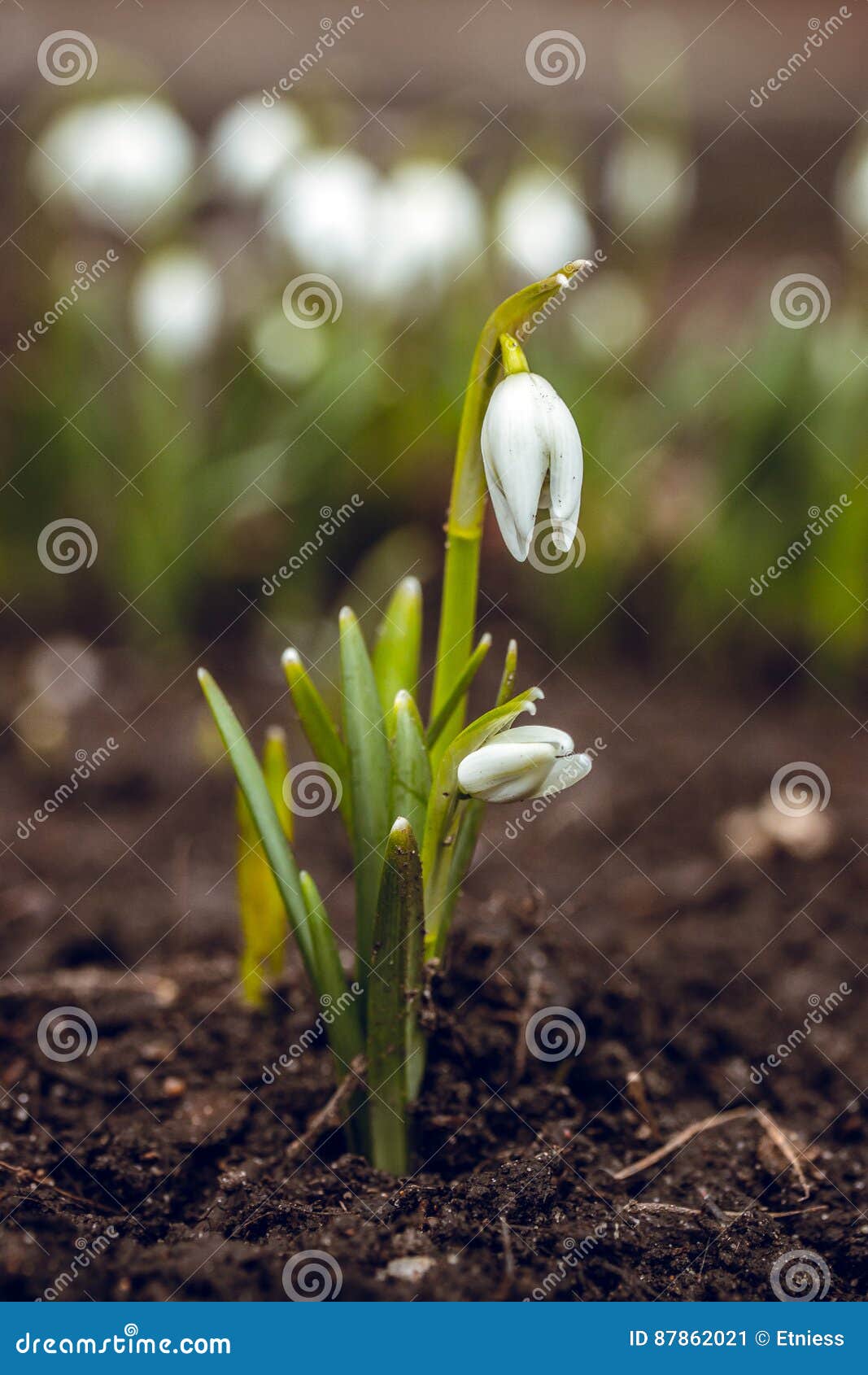 Bucaneve immagine stock. Immagine di macro, pianta, gocce - 87862021