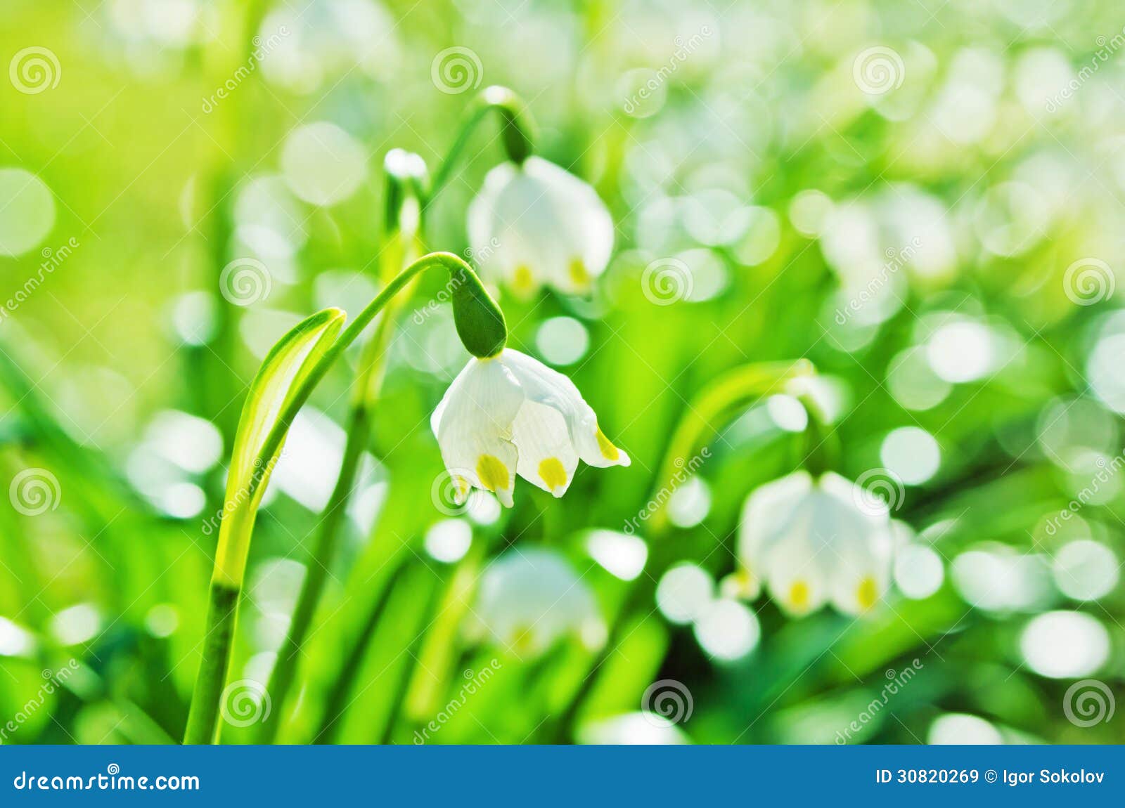 Bucaneve Bianchi Della Primavera Immagine Stock - Immagine di erba ...