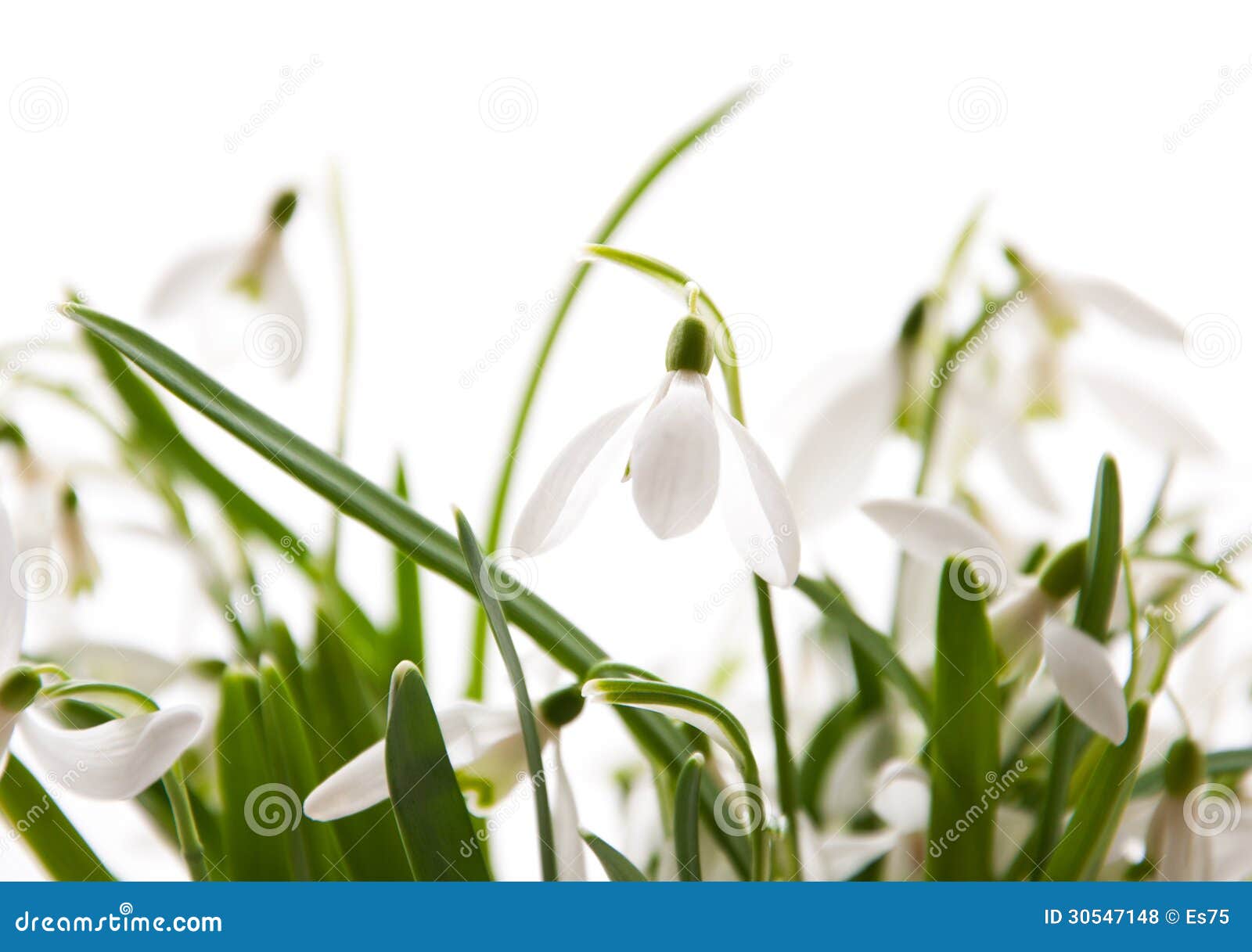 Bucaneve della primavera fotografia stock. Immagine di stagione - 30547148