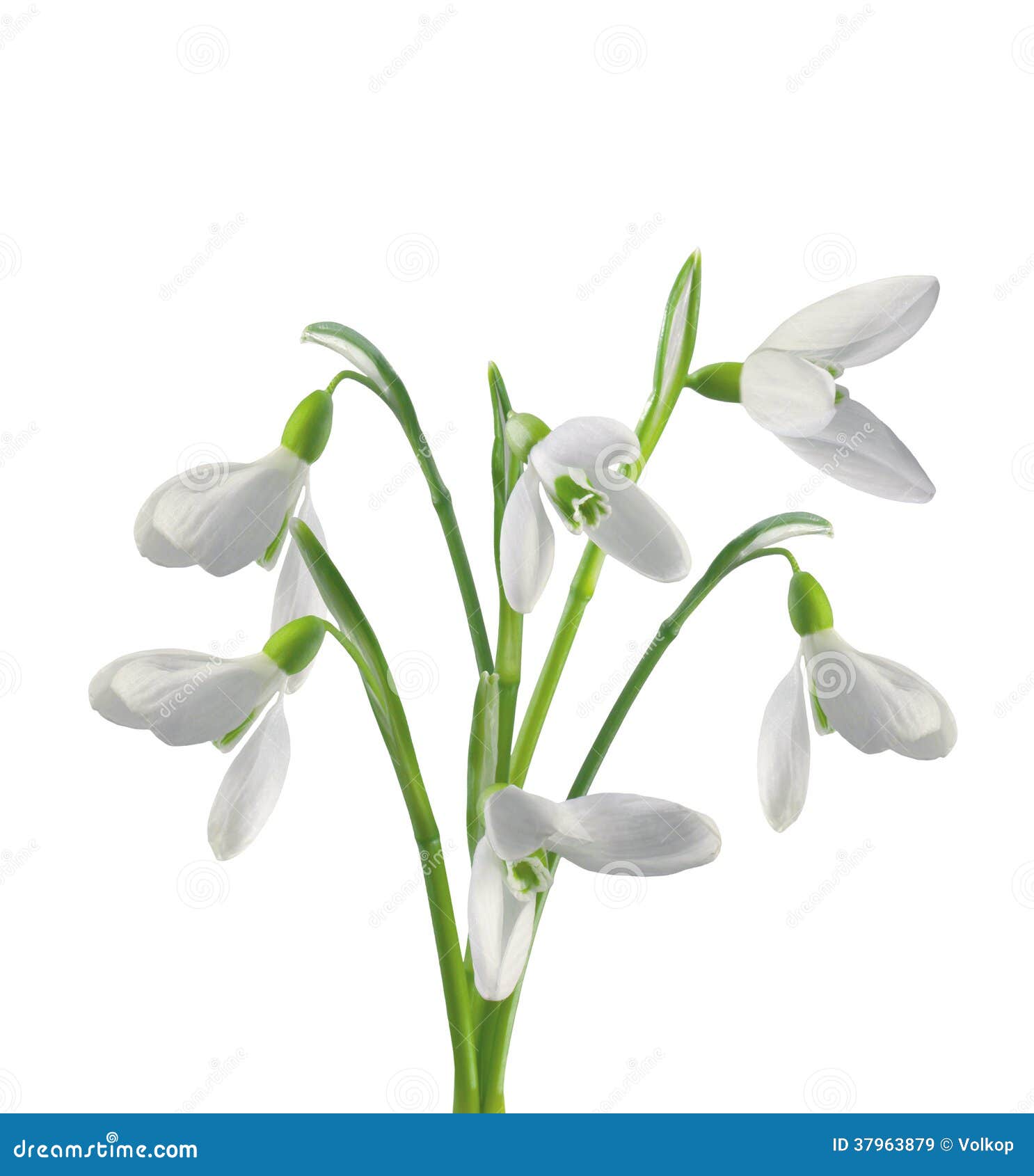 Bucaneve Della Primavera Isolati Su Bianco Immagine Stock - Immagine di ...