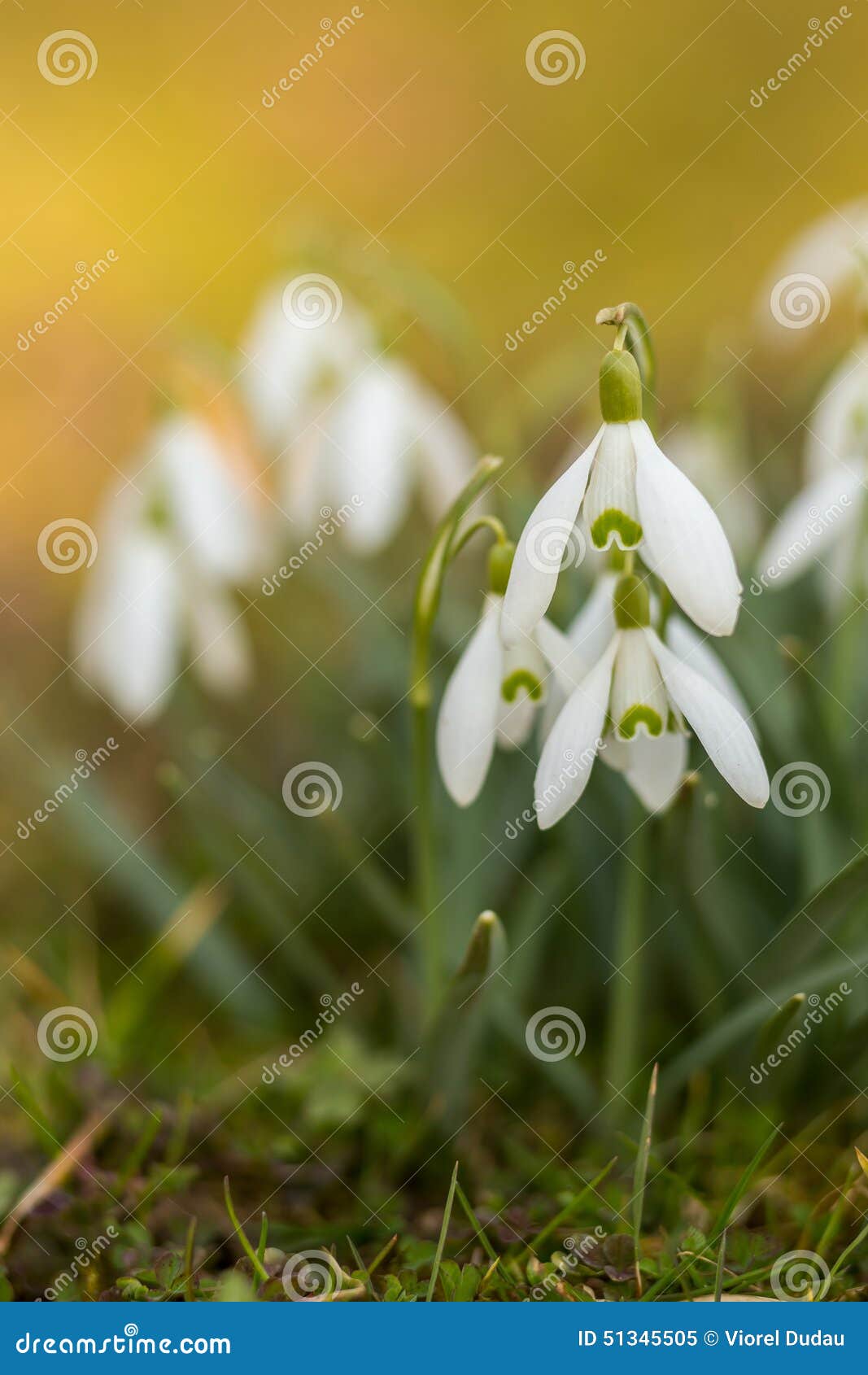 Bucaneve nella primavera immagine stock. Immagine di prato - 51345505