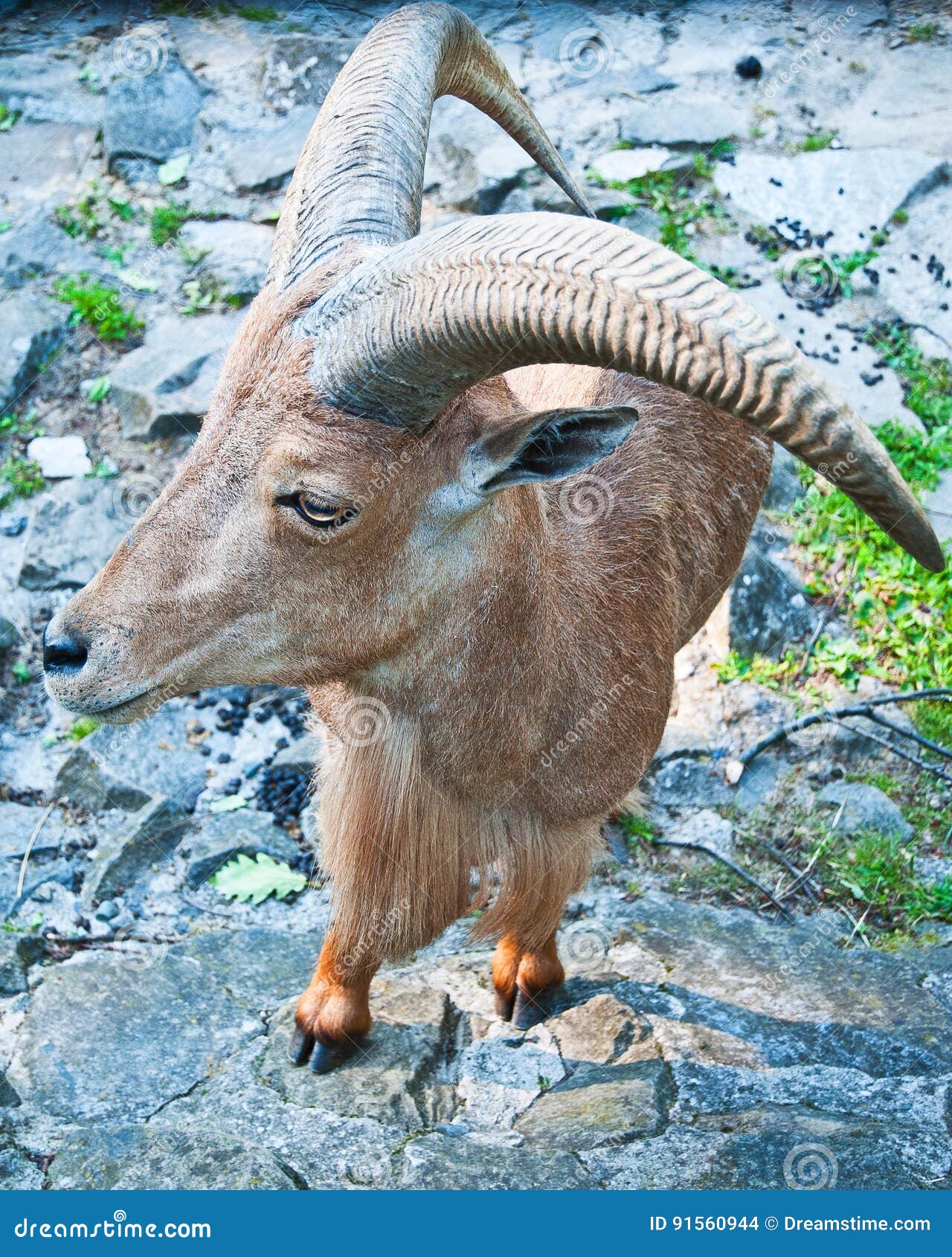 Bucardo Mountain Goat, One Extincting Species Stock Photo - Image of ...