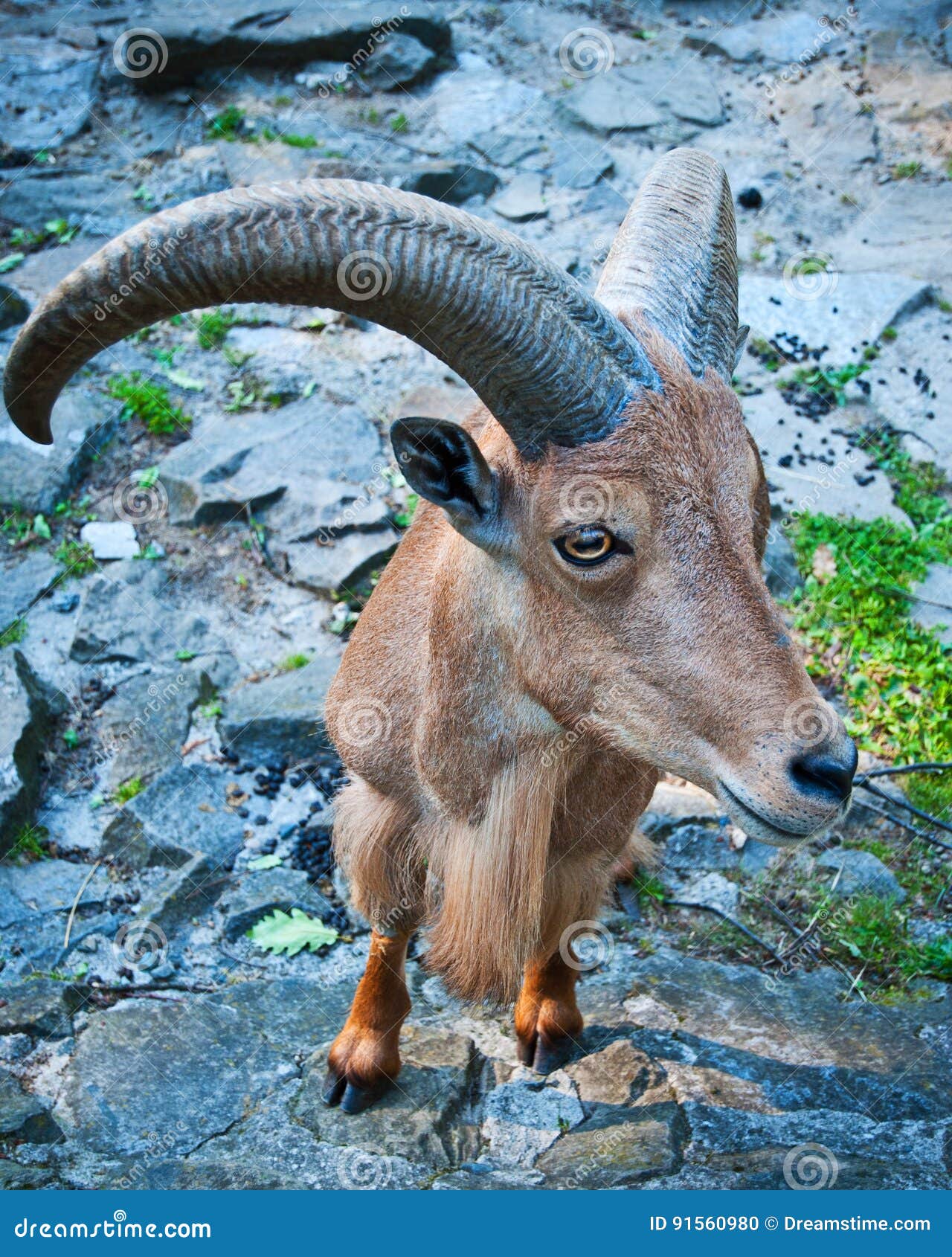 Bucardo Mountain Goat, One of Extincting Species Stock Photo - Image of ...