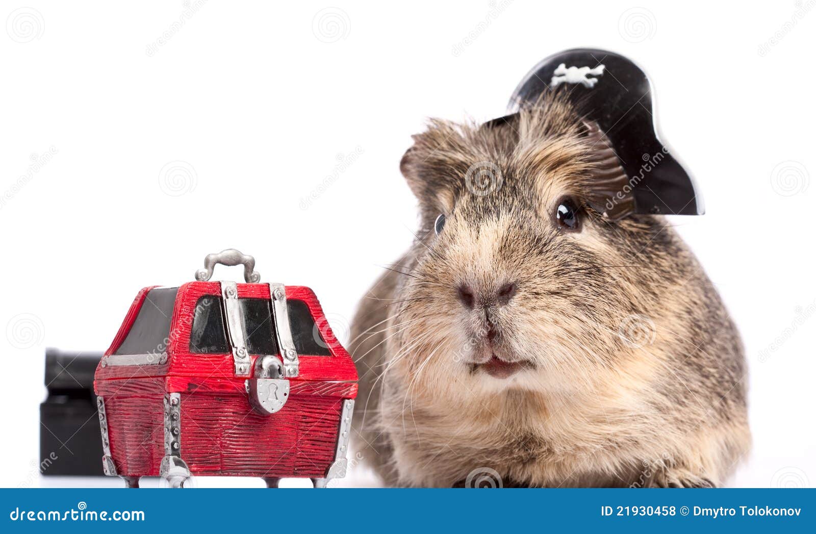 Rat Treasure Stock Photos - Free & Royalty-Free Stock Photos from ...