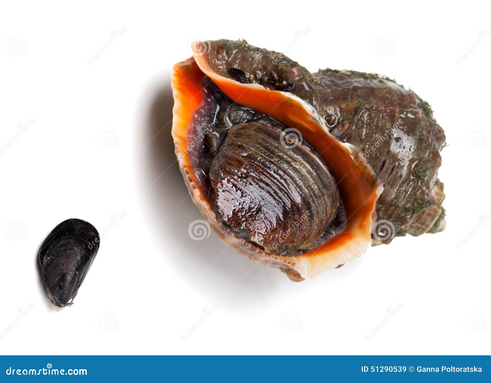 Buccina Venata Di Rapa E Piccola Cozza Da Mar Nero Immagine Stock ...