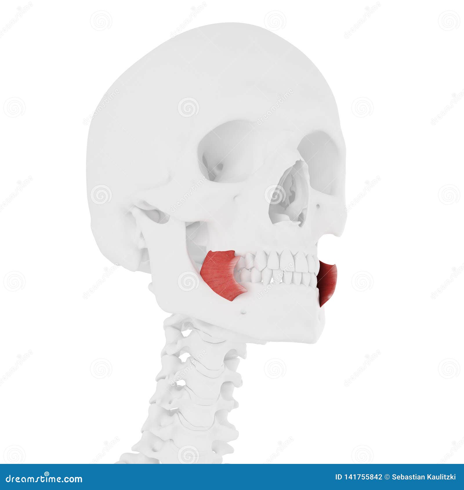 The Buccinator stock illustration. Illustration of healthy - 141755842