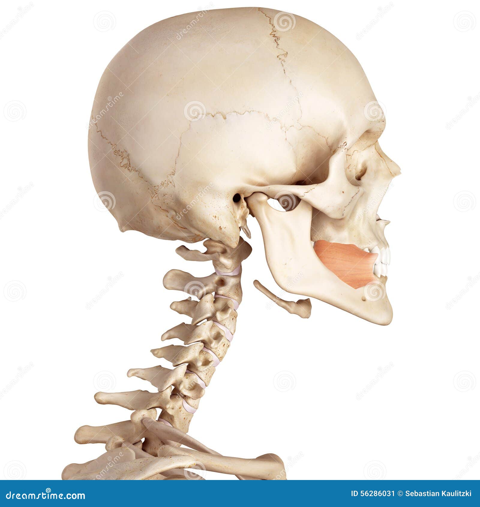 The buccinator stock illustration. Illustration of anatomy - 56286031