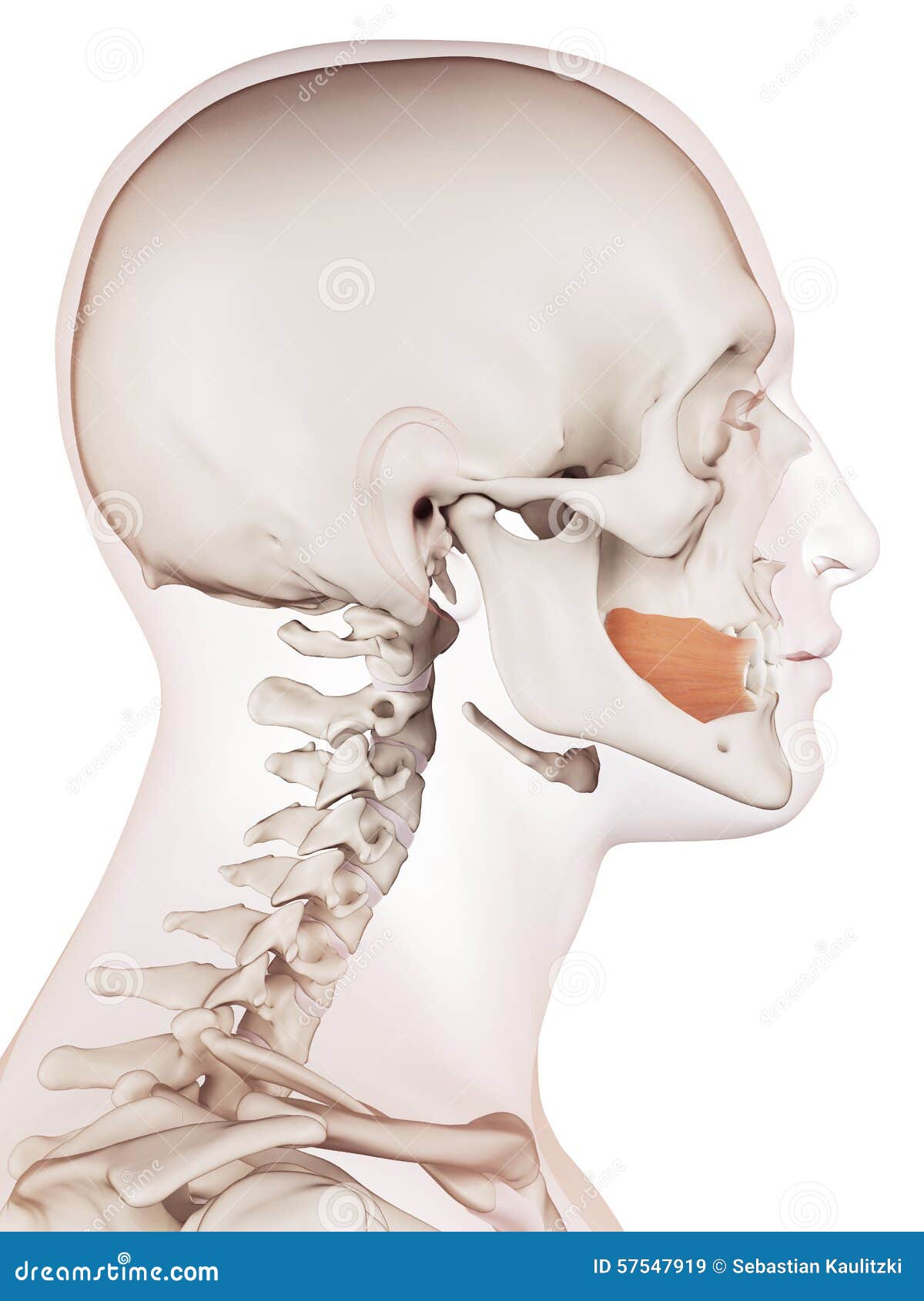 The buccinator stock illustration. Illustration of anatomical - 57547919