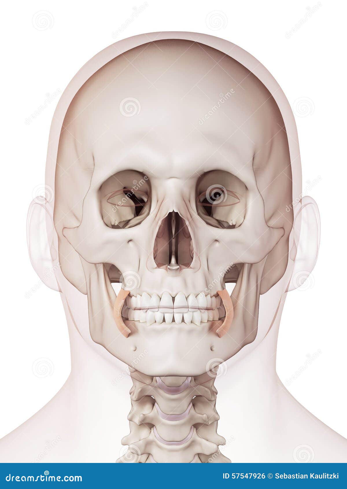 The buccinator stock illustration. Illustration of frontal - 57547926