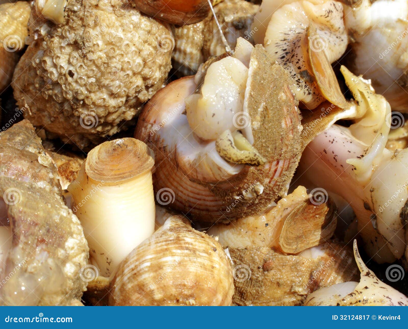 Buccine fresche immagine stock. Immagine di mollusco - 32124817