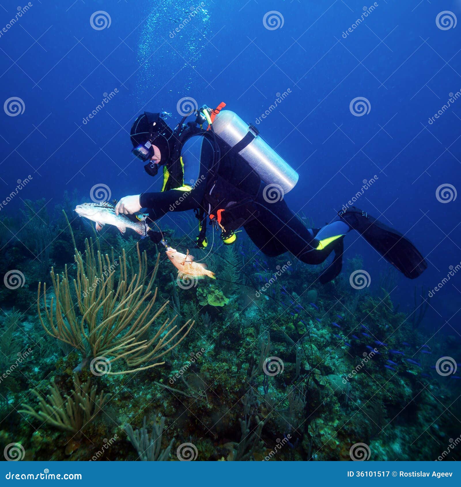Buceador Hunting Fishes imagen de archivo. Imagen de océano - 36101517
