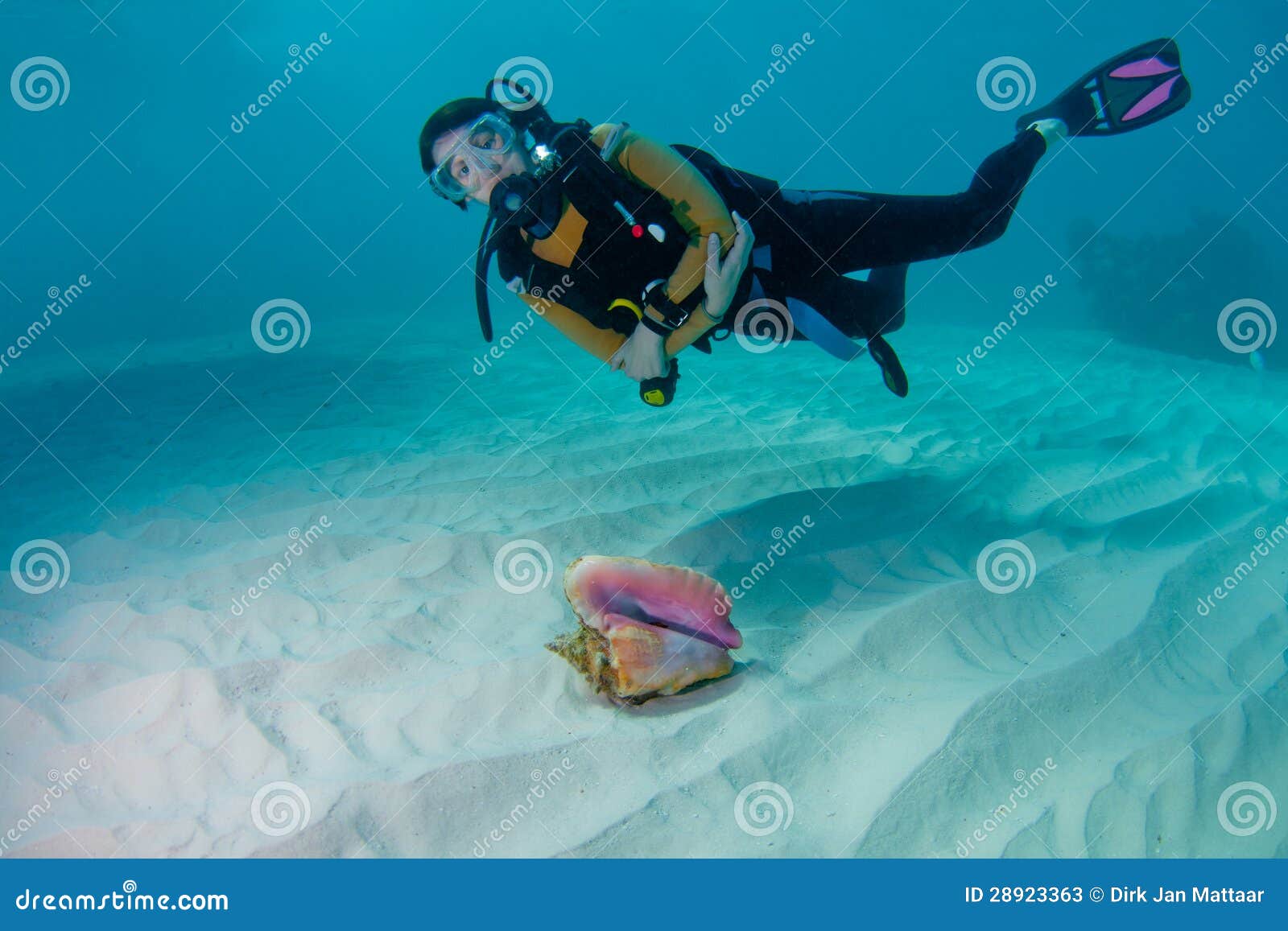 Buceador y concha Shell imagen de archivo. Imagen de agua - 28923363