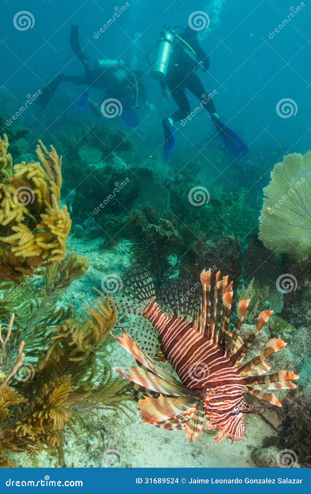 Buceadores Y Animales Marinos Foto de archivo - Imagen de pescados ...