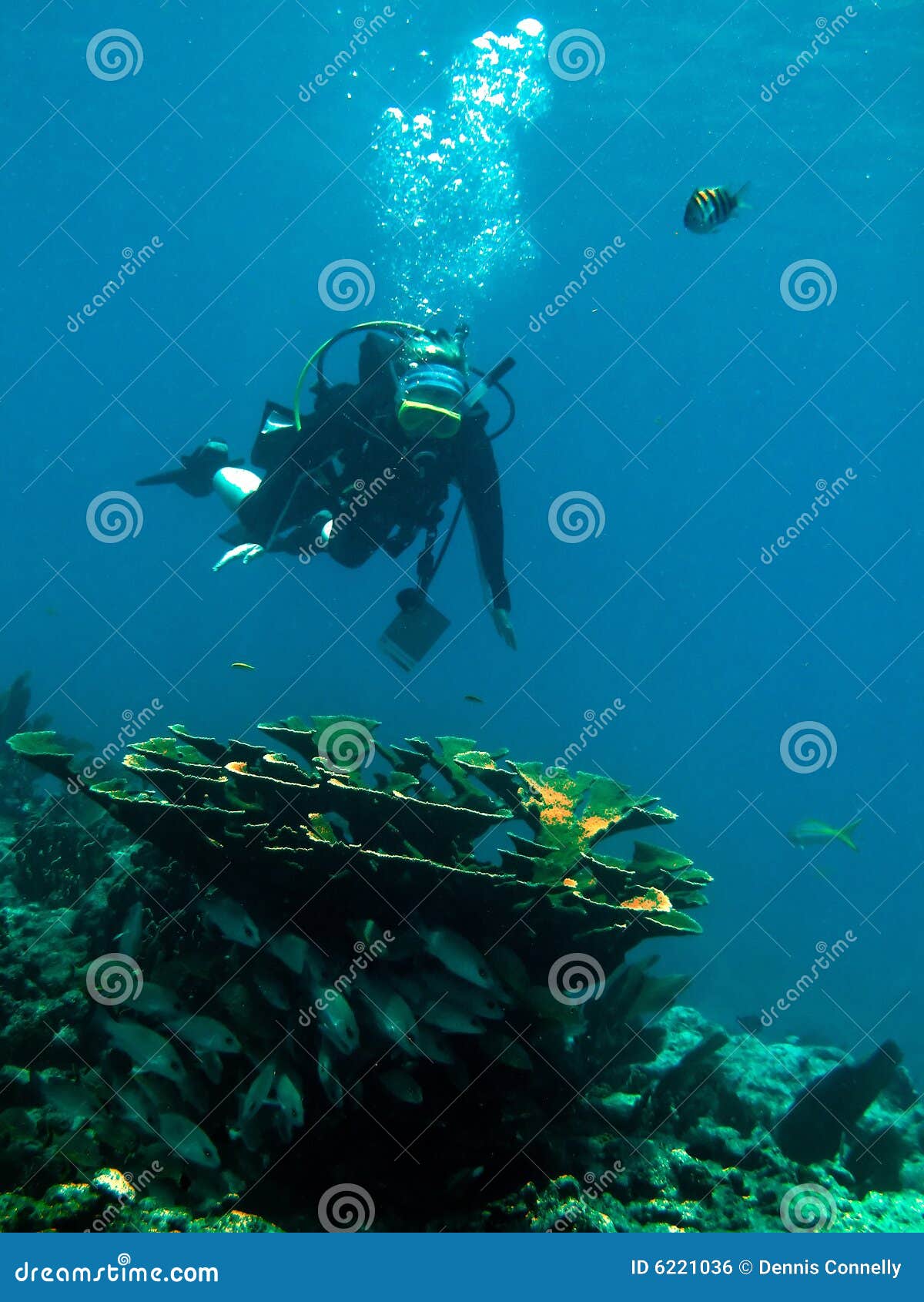 Buceo con escafandra foto de archivo. Imagen de deporte - 6221036