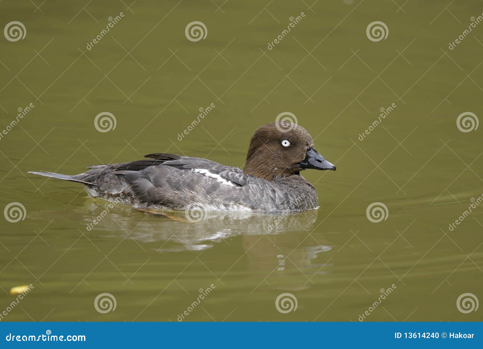 Bucephala Clangula, Common Goldeneye Stock Photo - Image of life ...