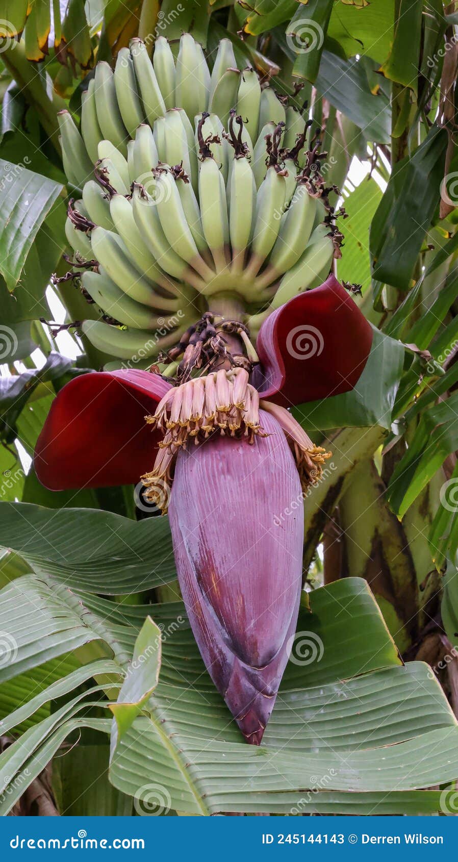 Buch of Green Babanas on the Stem with Flower Stock Image - Image of ...
