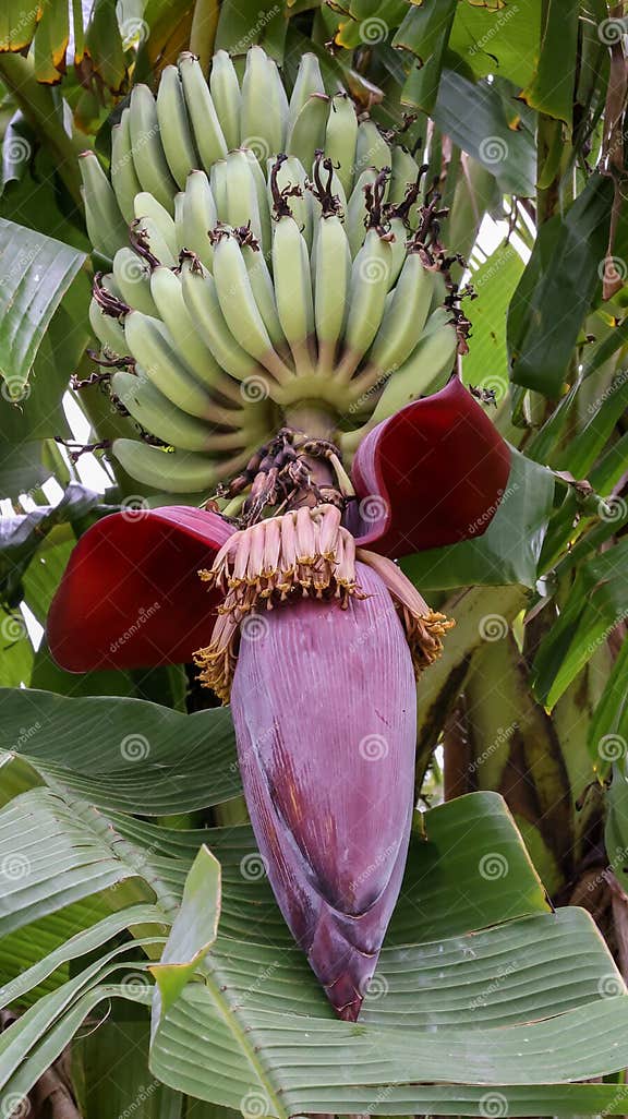 Buch of Green Babanas on the Stem with Flower Stock Image - Image of ...