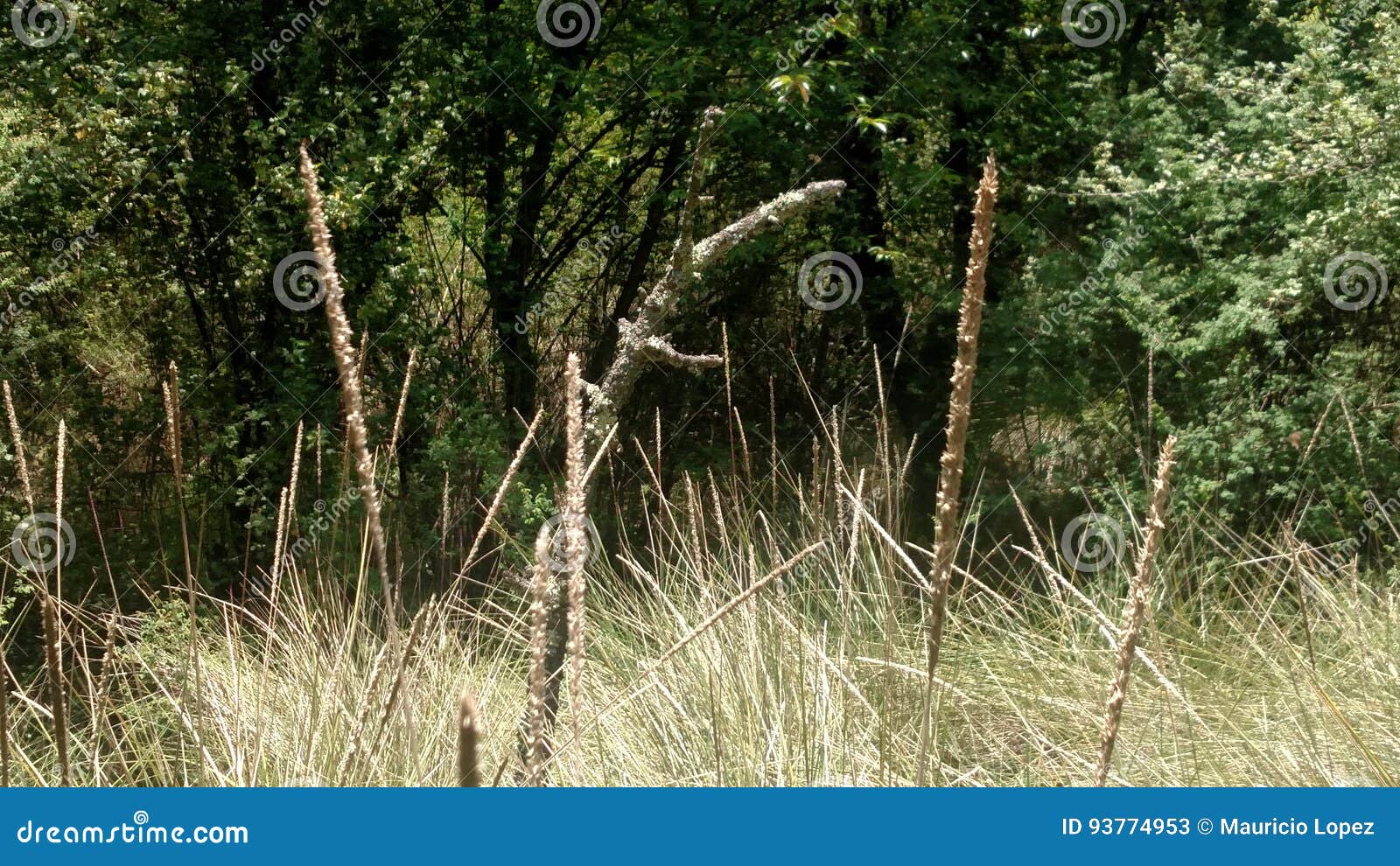 Buch and trees stock image. Image of trees, buch, plants - 93774953