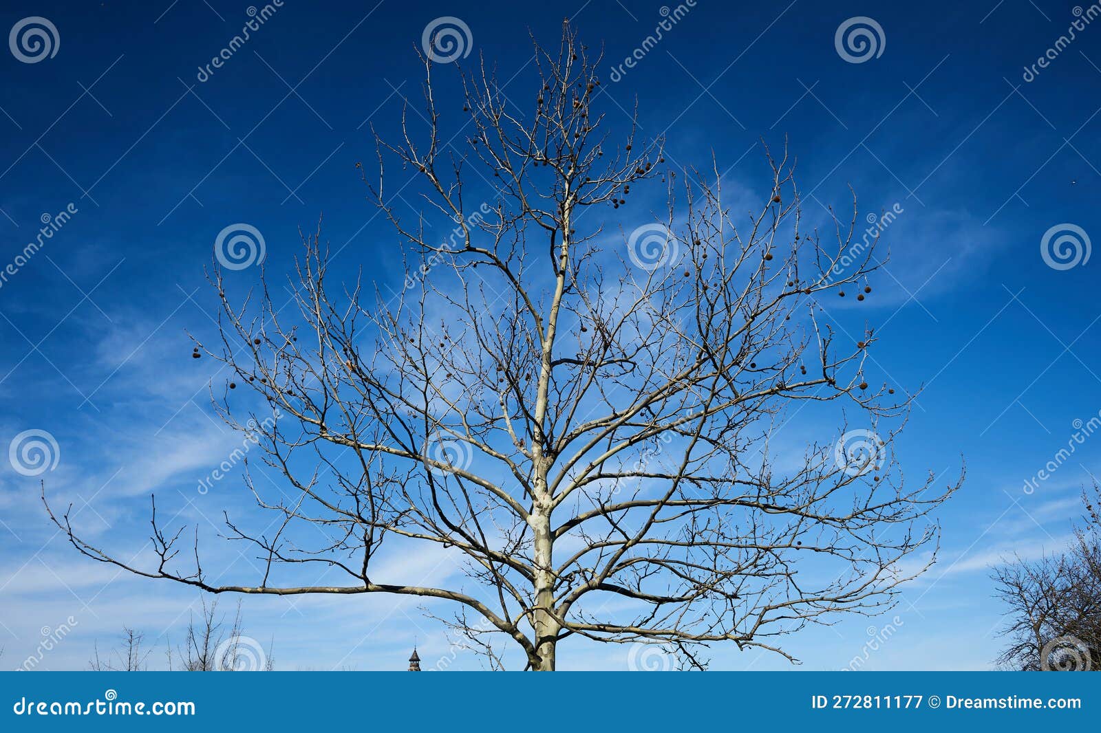 Plane tree fruits editorial photography. Image of garden - 272811177