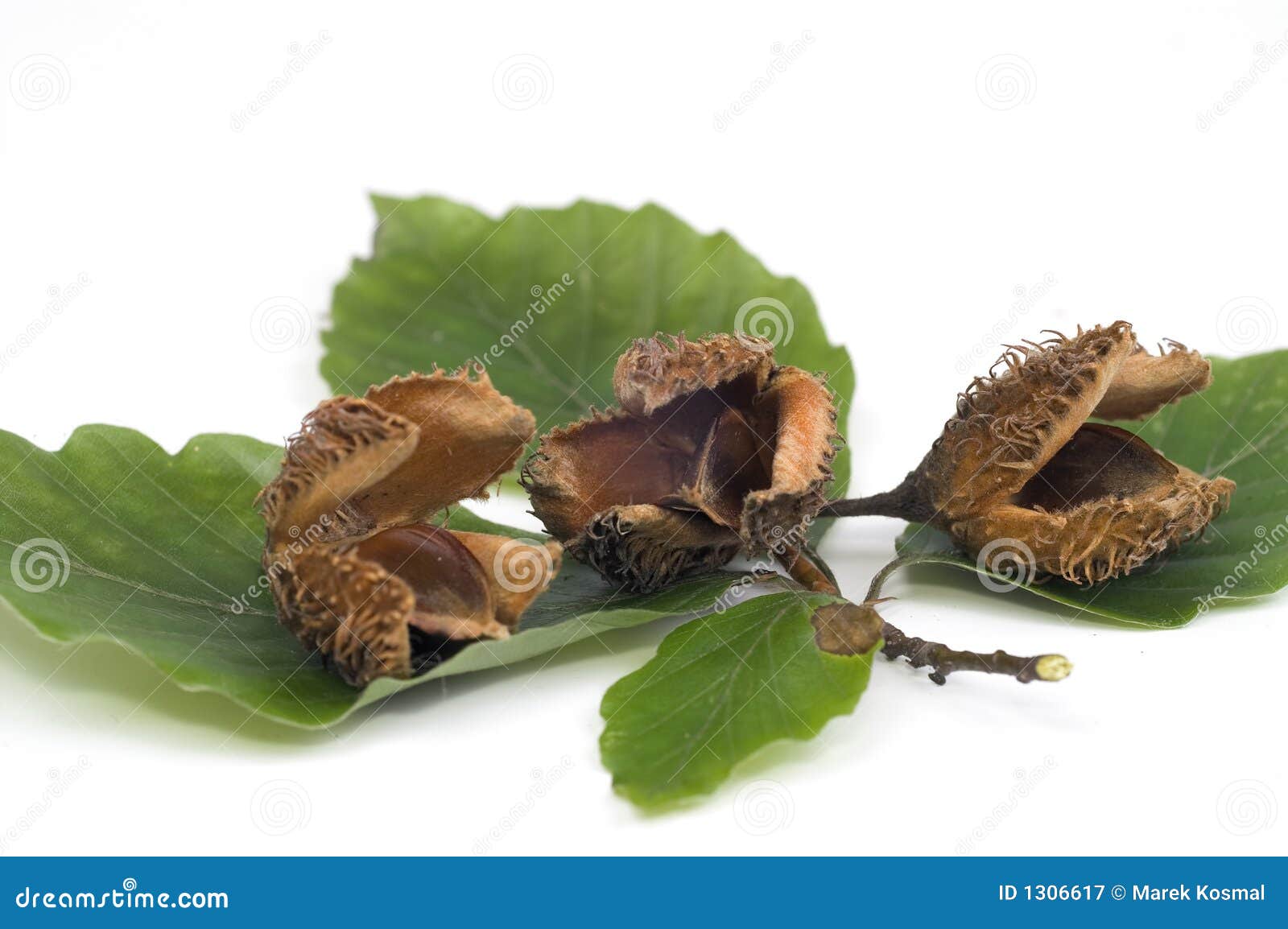 Buchecker stockbild. Bild von frucht, baum, shell, makro - 1306617