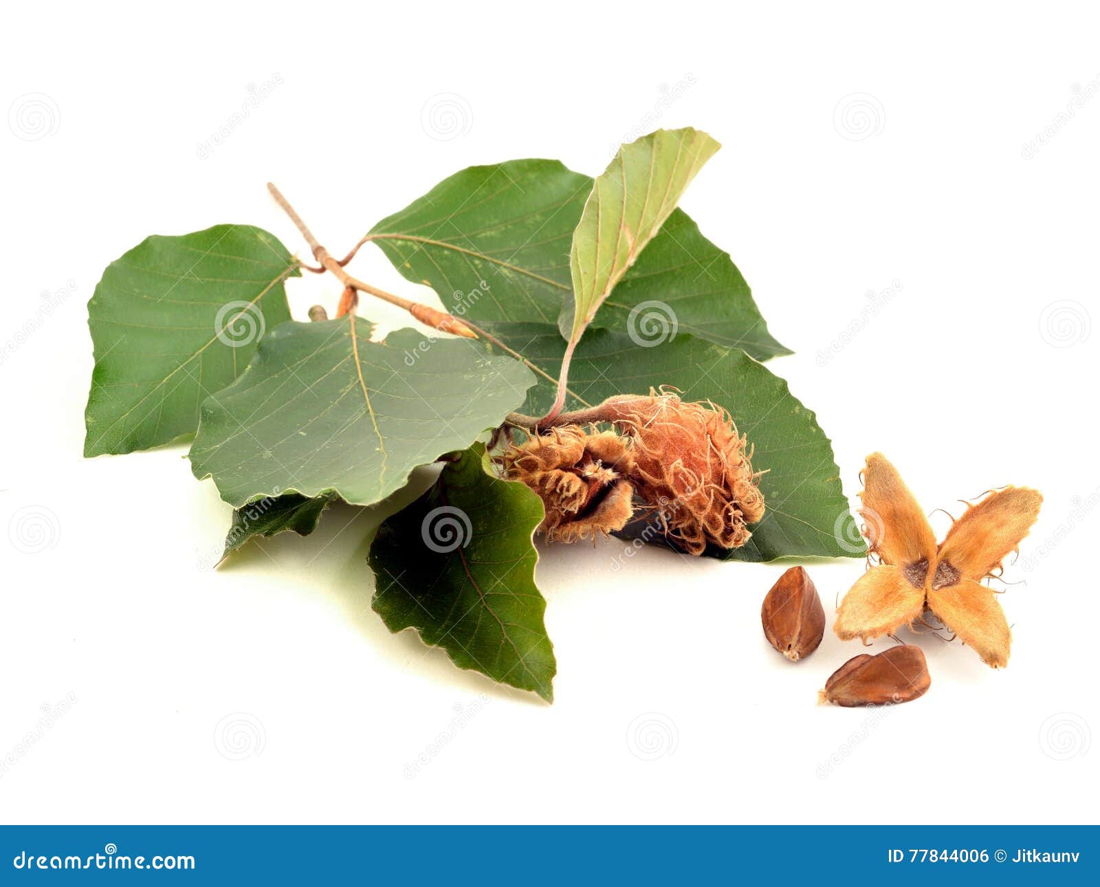 Buchecker stockfoto. Bild von bündel, blades, buchecker - 77844006