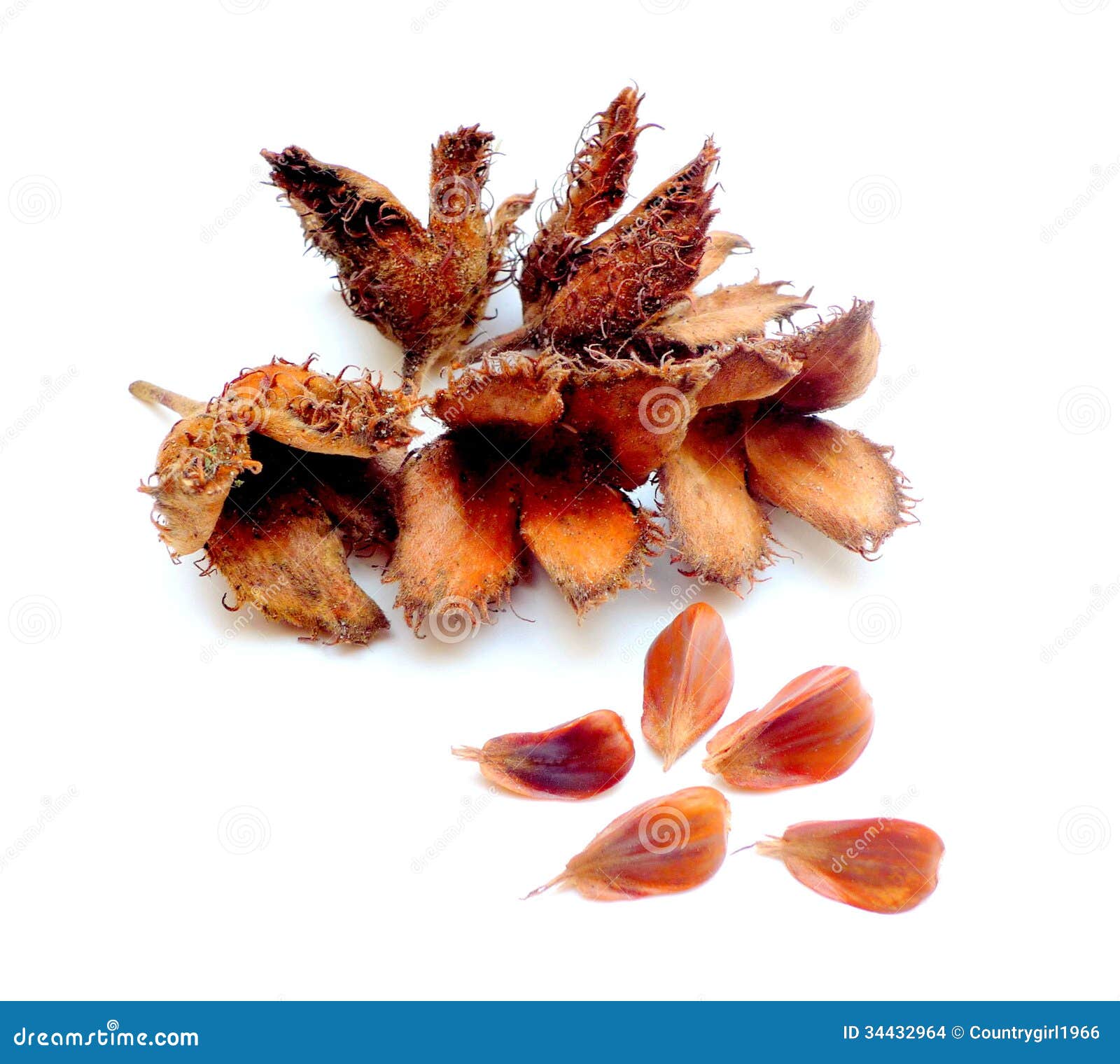 Bucheckern stockfoto. Bild von baum, dorne, saatgut, vermehrung - 34432964