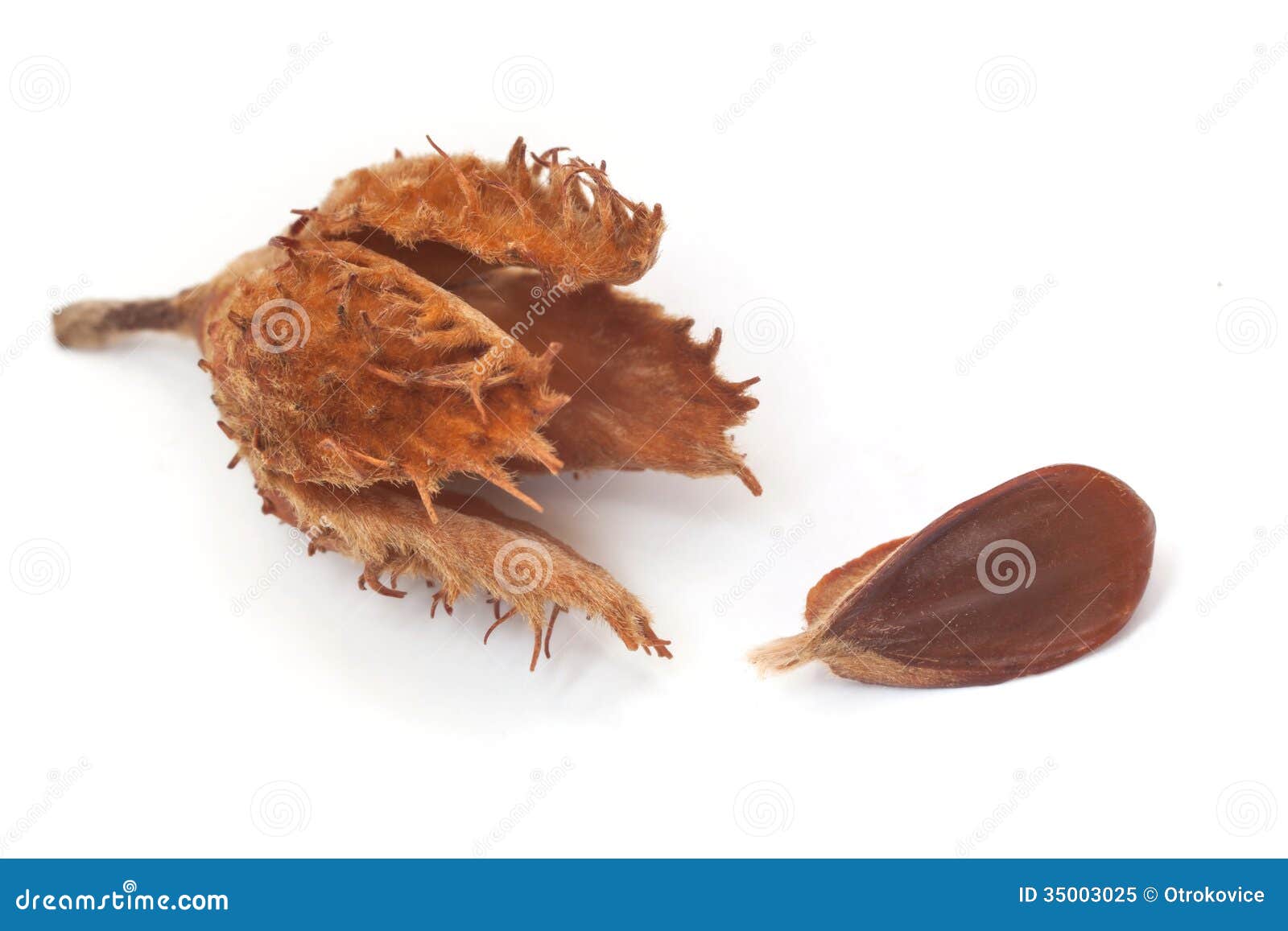 Bucheckern Lizenzfreies Stockfoto - Bild: 35003025