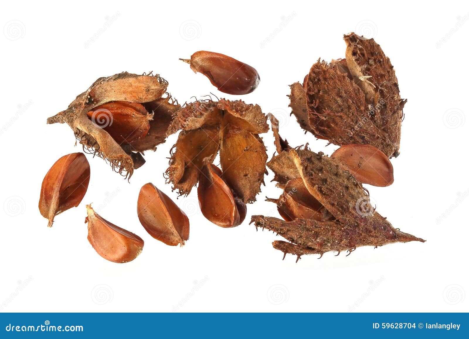 Bucheckern und Hülsen stockfoto. Bild von buchecker, buche - 59628704