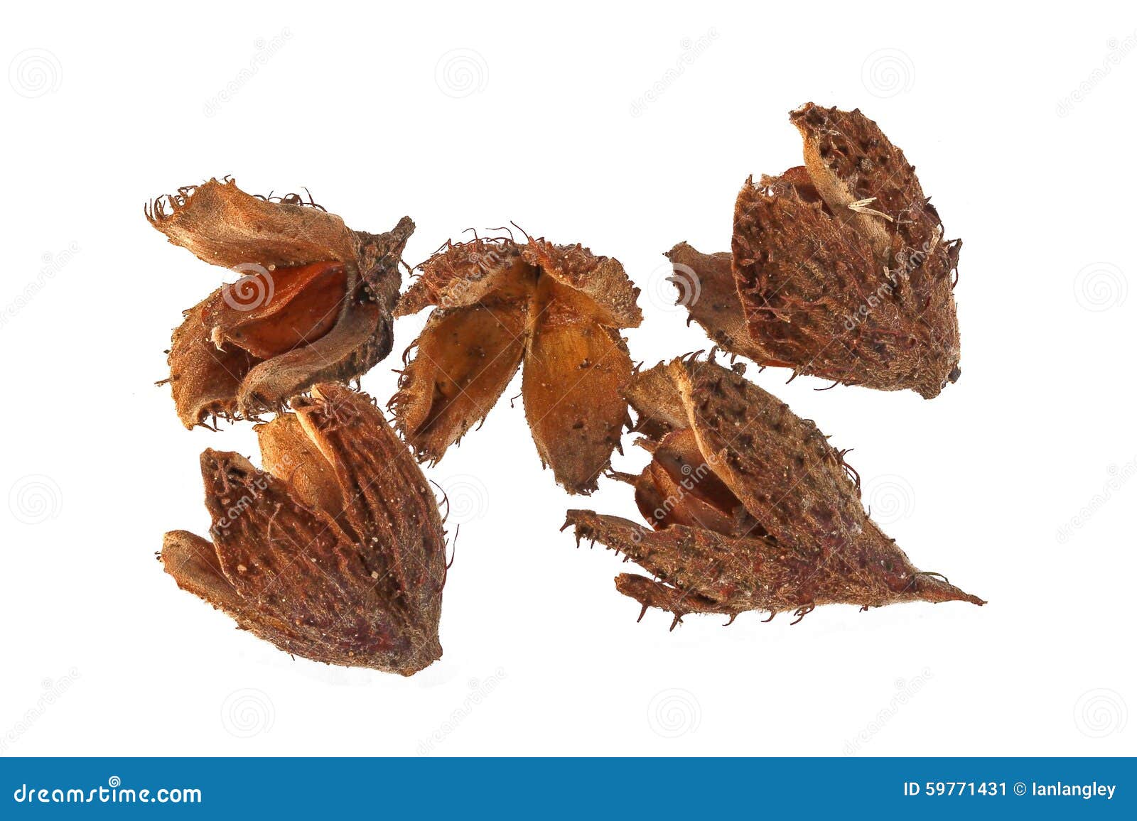 Bucheckern und Hülsen stockbild. Bild von buchecker, herbst - 59771431