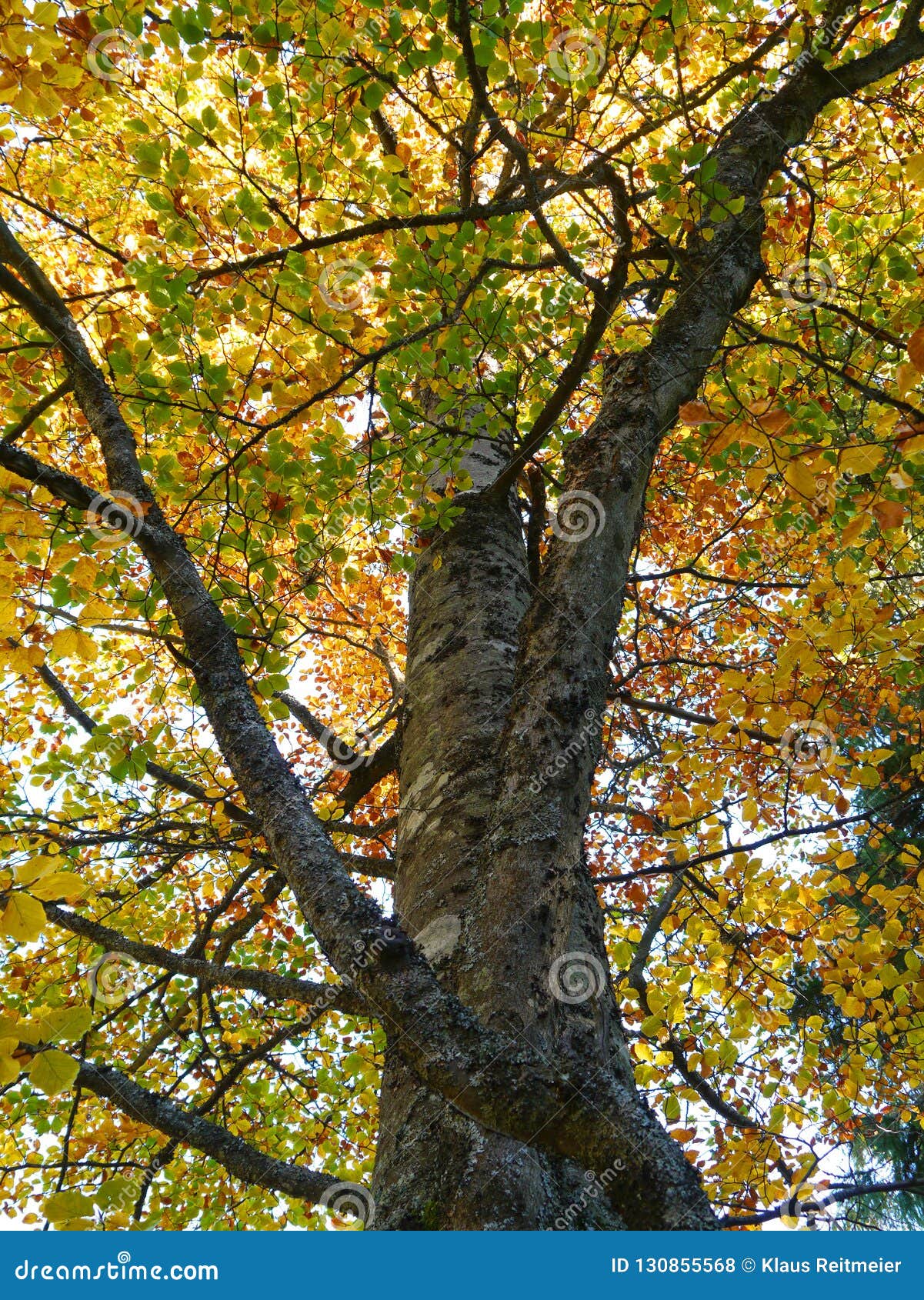Buchenbaum in Den Herbstlichen Farben Stockfoto - Bild von herbst ...