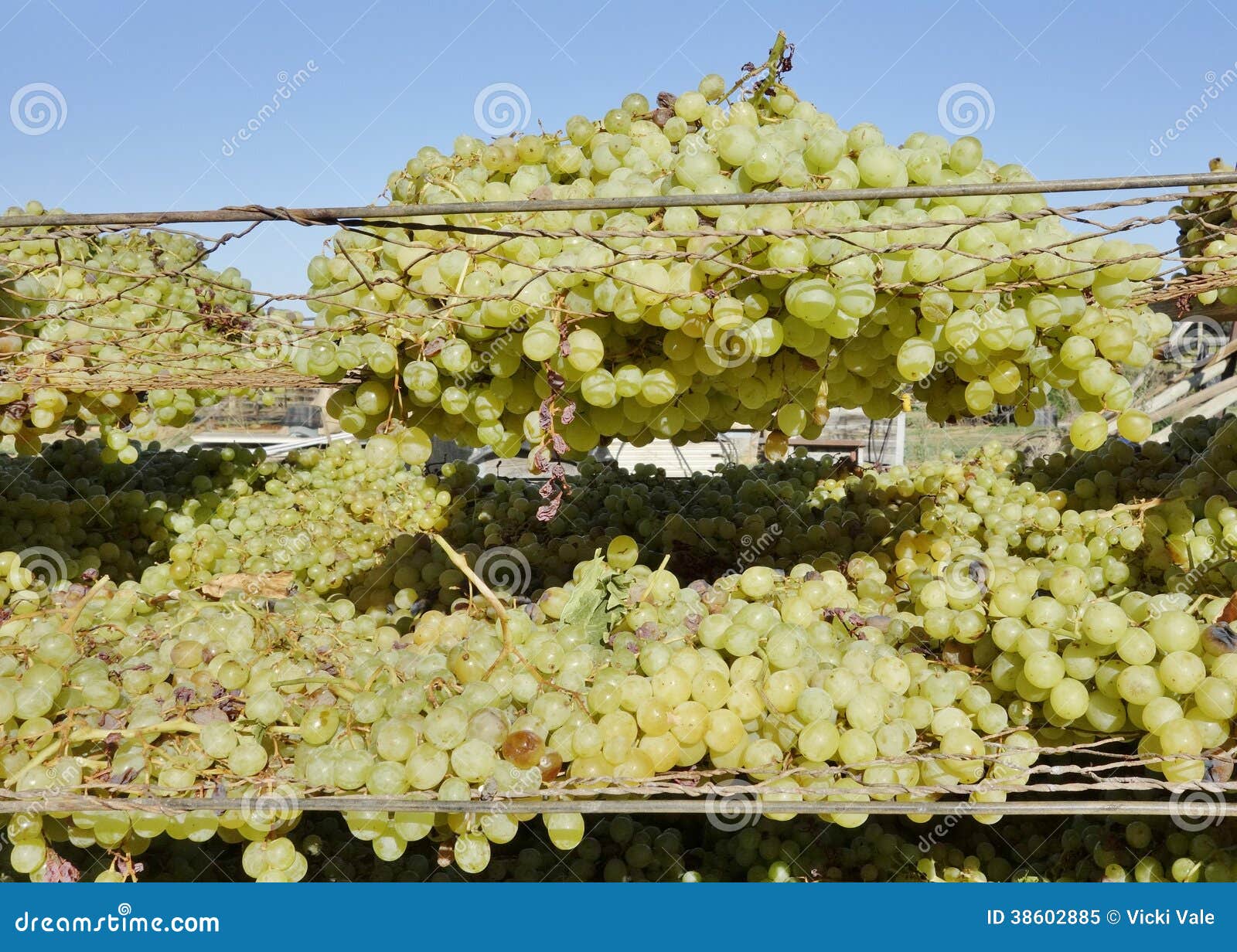 Buches Dell'uva Di Muscat Di Sun. Immagine Stock - Immagine di sole ...