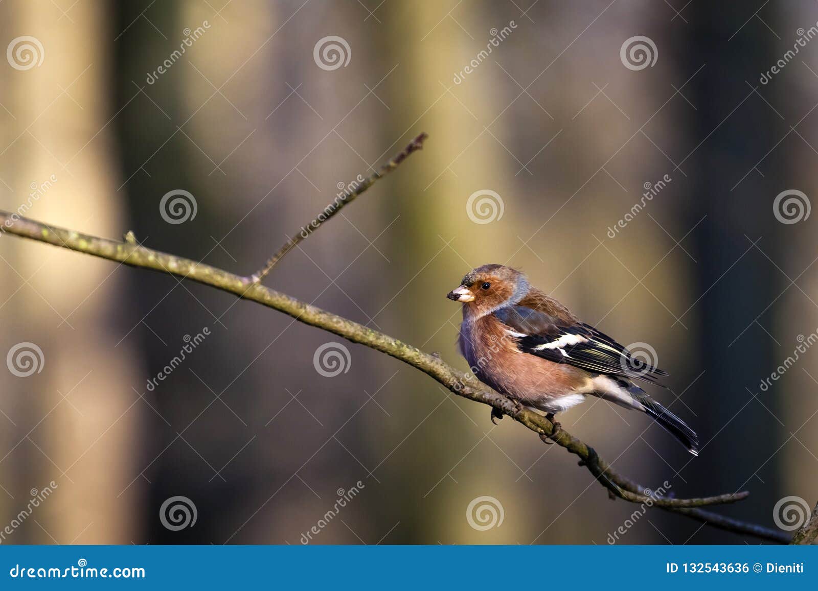 Common Chaffinch / Fringilla Coelebs Stock Photo - Image of european ...