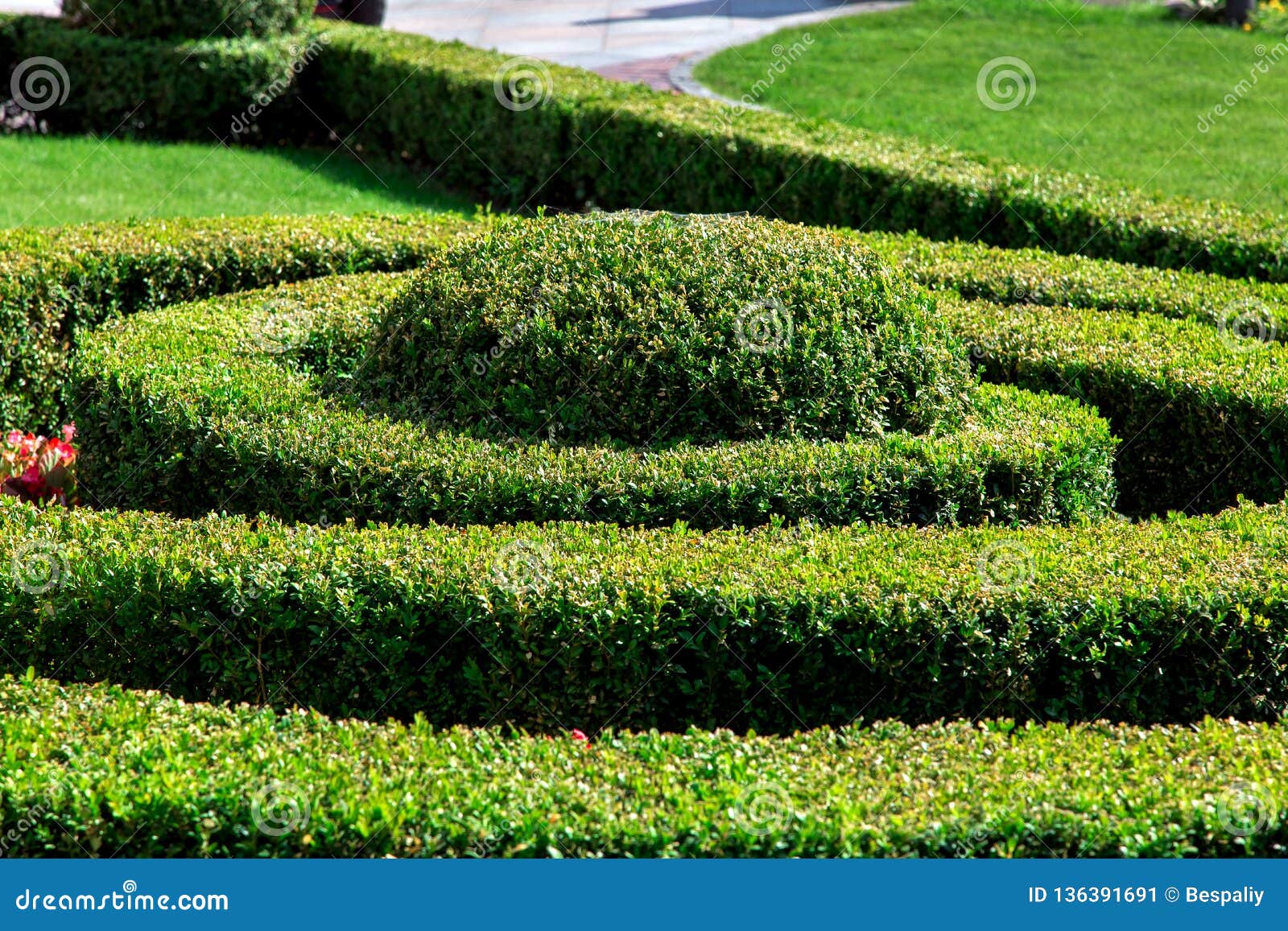Buchsbaum Ist Eine Hecke, Die in Form Einer Spirale Gebildet Wird Und ...