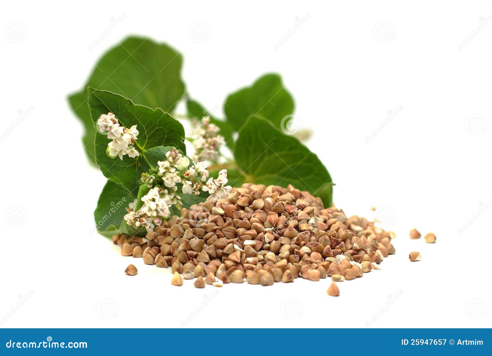 Buchweizen stockbild. Bild von essen, bestandteil, getreide - 25947657