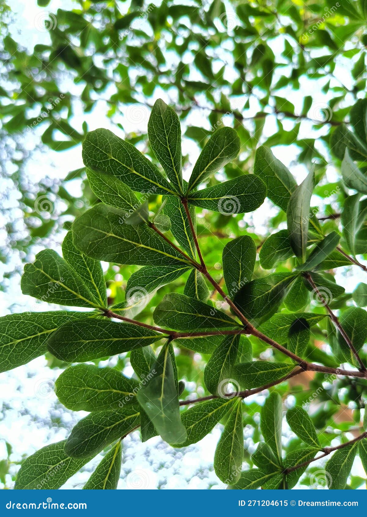 A Bucida Buceras of Tree in the Garden Stock Image - Image of bucida ...