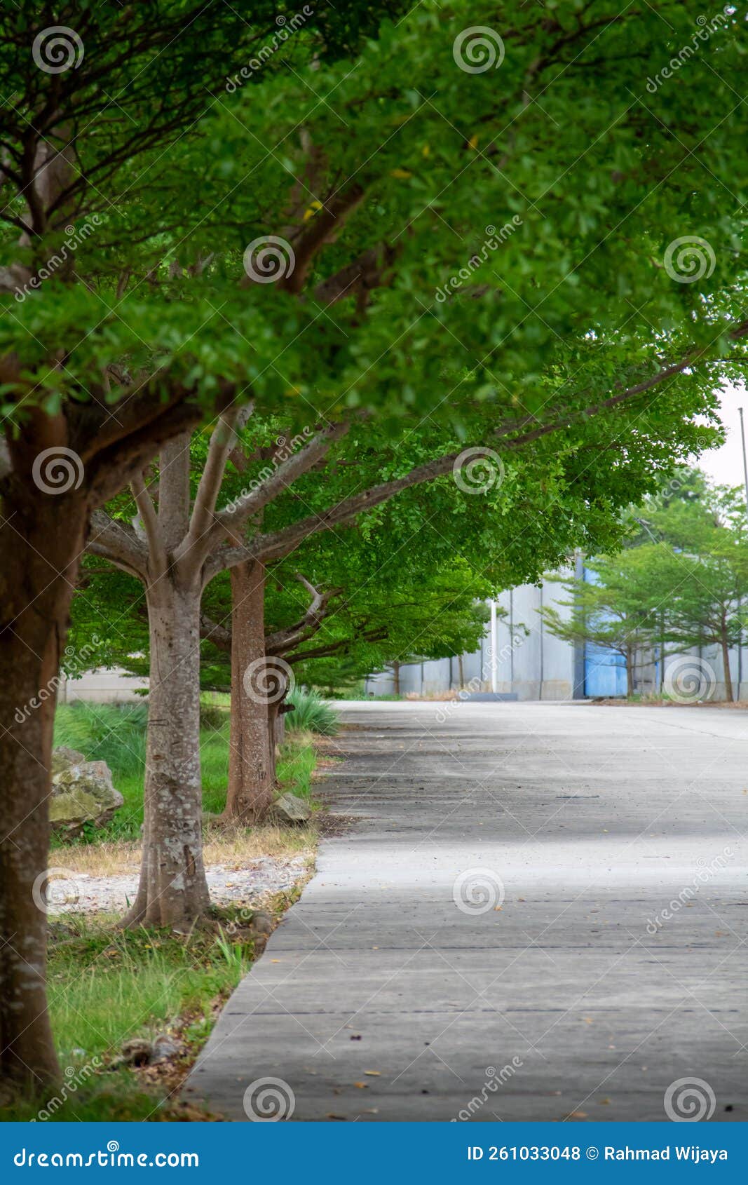 The Bucida Molineti Tree Planted on the Side of a Concrete Road Stock ...