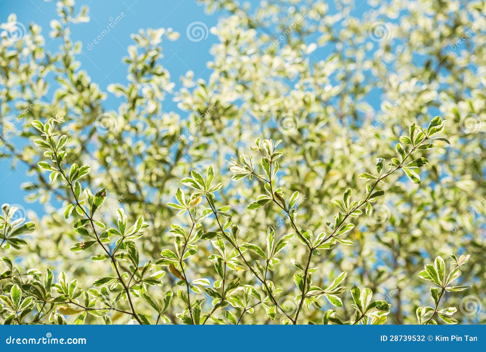 Bucida tree stock photo. Image of environment, botany - 28739532