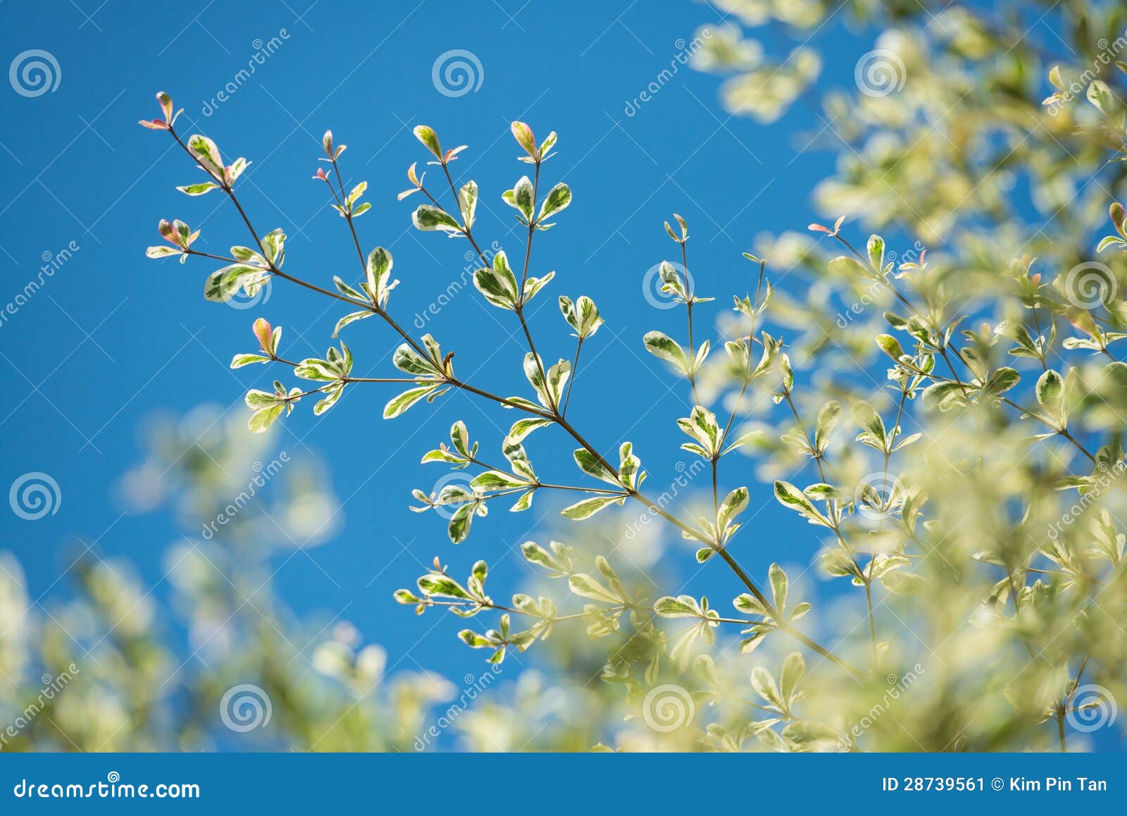 Bucida tree stock image. Image of green, environment - 28739561