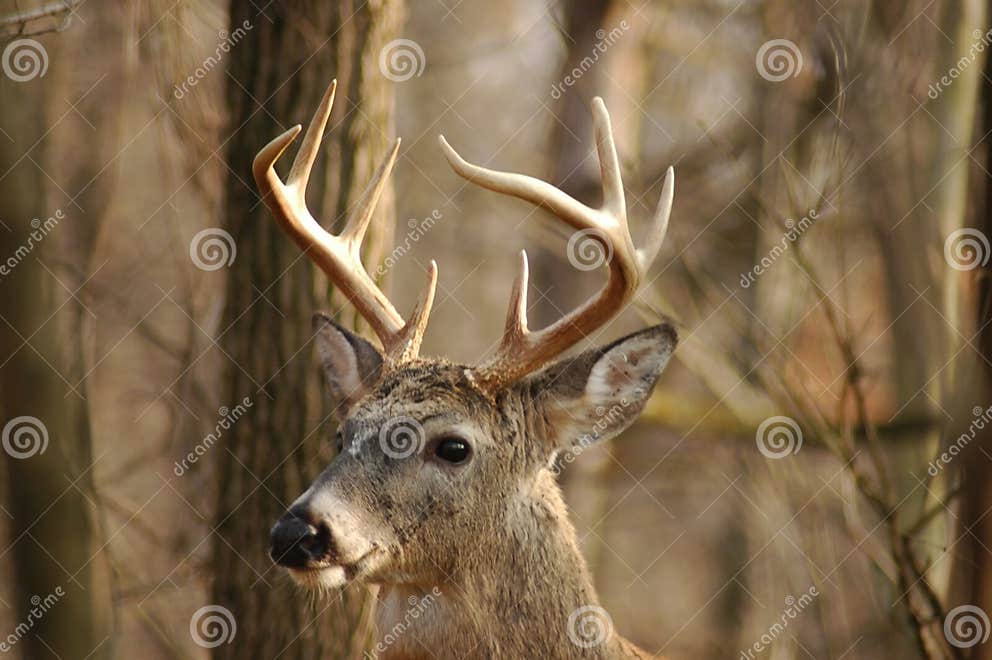 Buck 16 stock photo. Image of fawn, conservation, brown - 3536604
