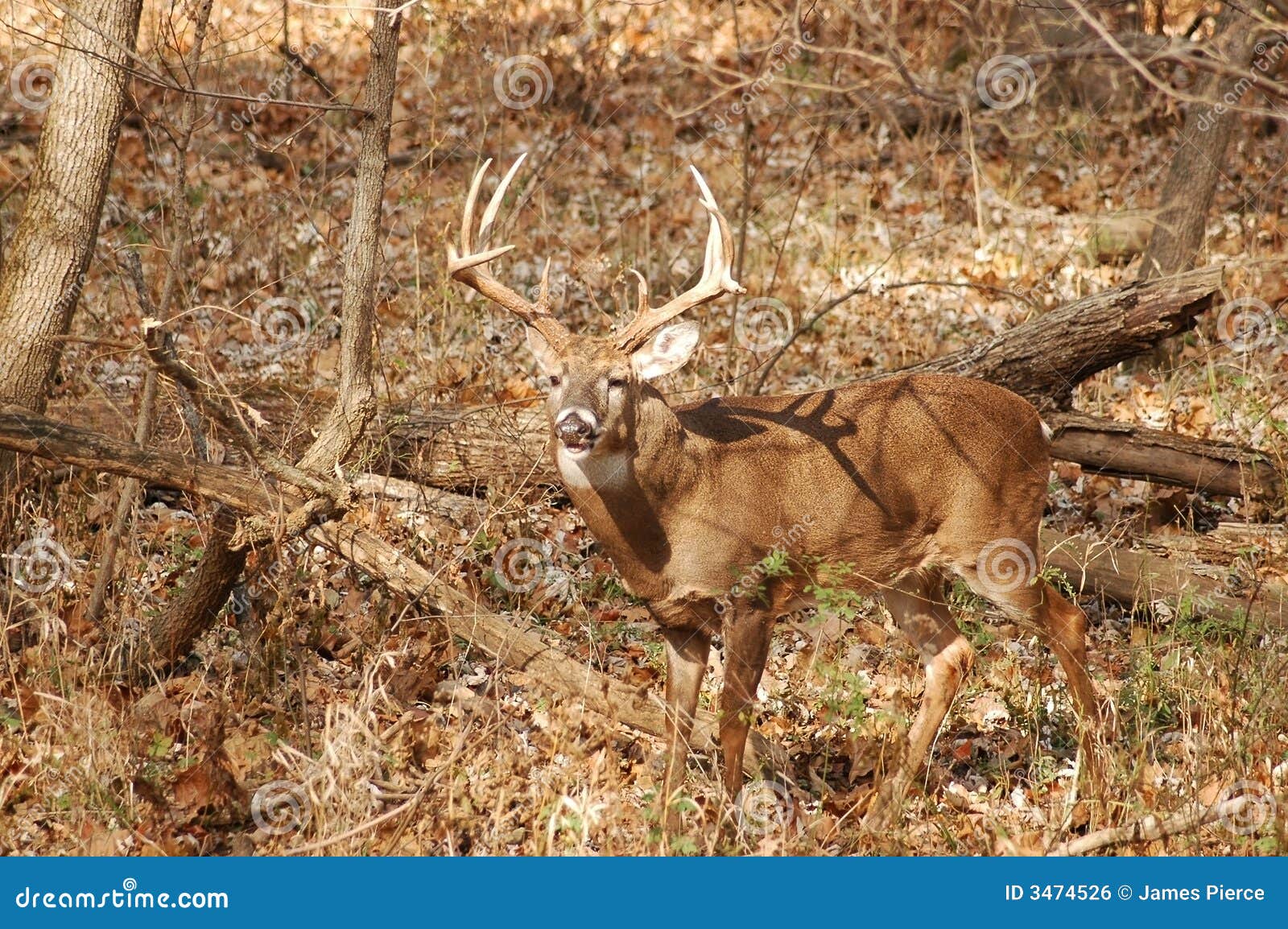 Buck 5 stock photo. Image of rack, male, house, deer, animal - 3474526