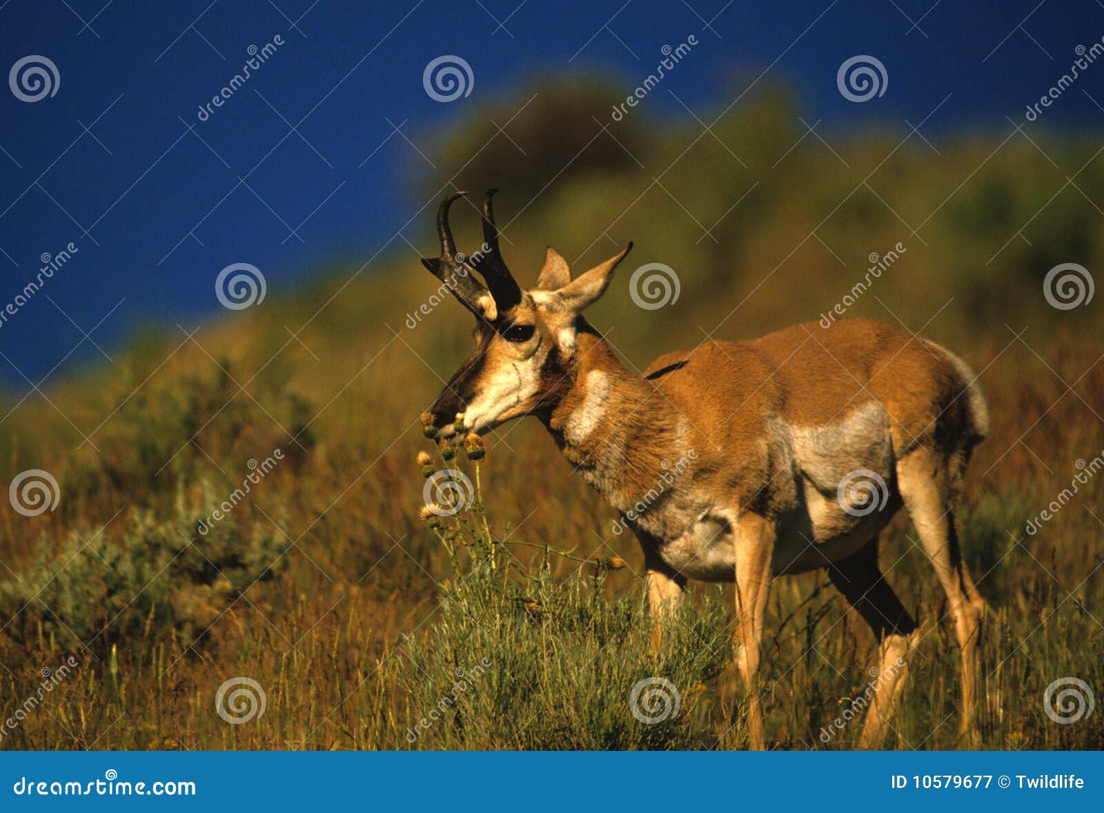 Buck Antelope on Prairie stock image. Image of pronghorn - 10579677