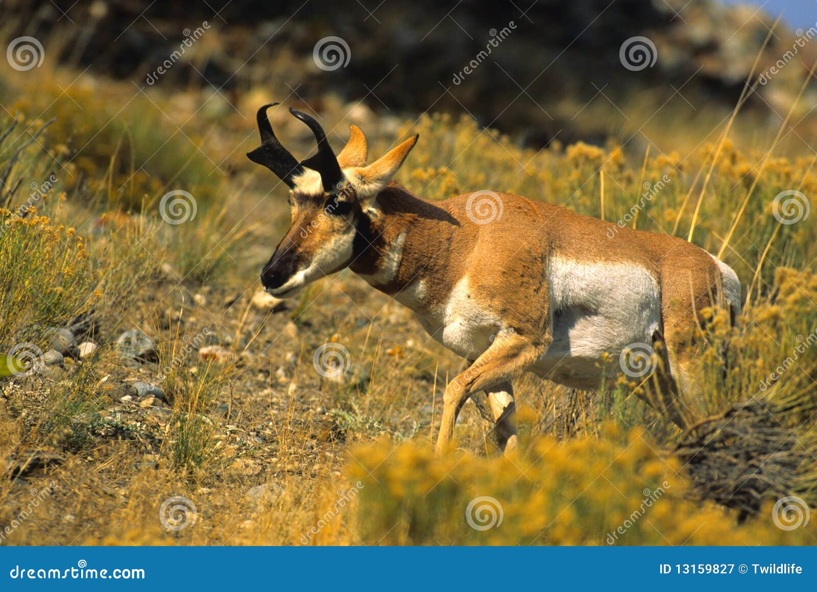 Buck Antelope on Prairie stock image. Image of nature - 13159827